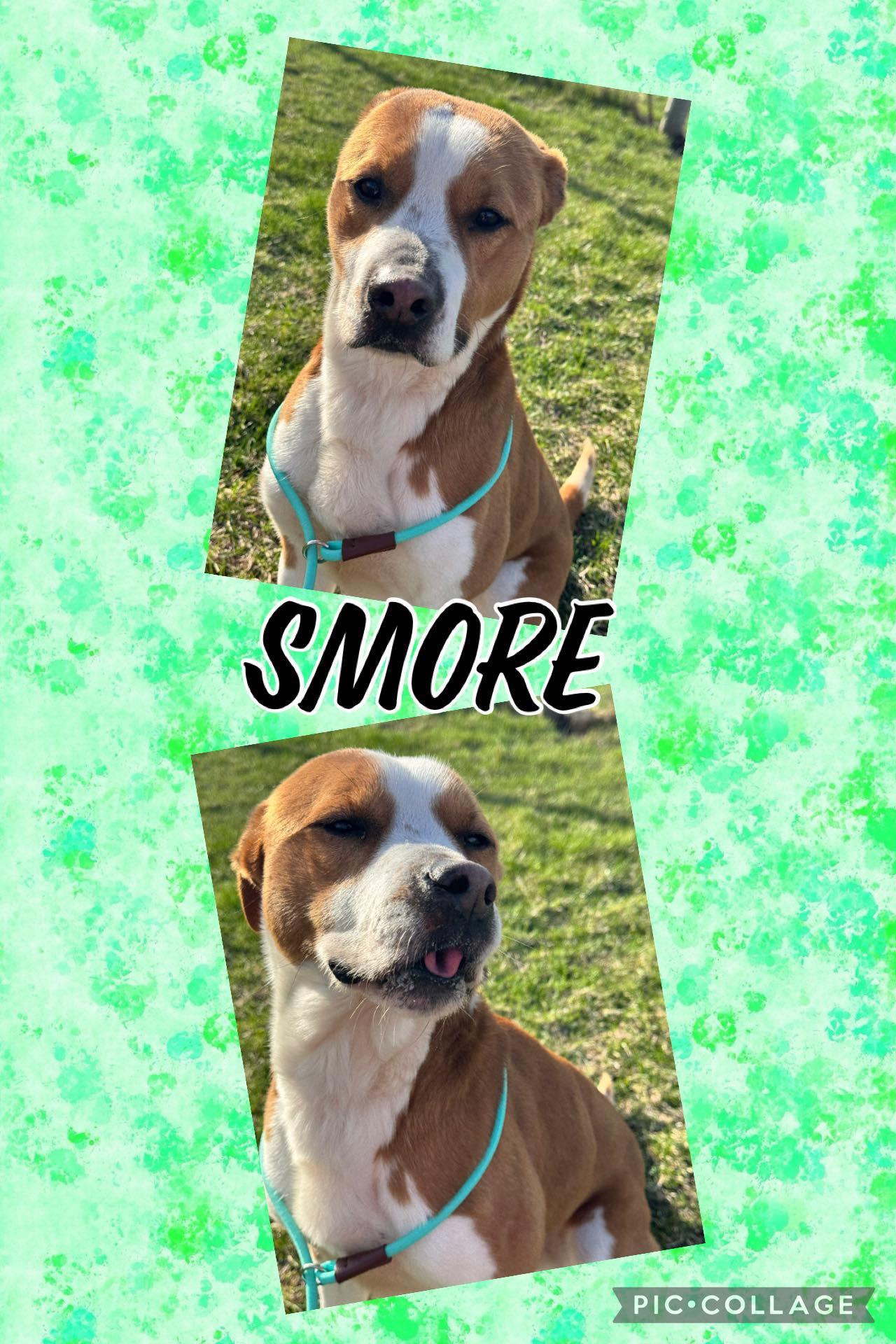 Dog for adoption - SMORE, a Mixed Breed in Dixon, IL | Petfinder