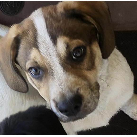 Dog for adoption - Huck, a Mixed Breed in Pembroke, MA | Petfinder