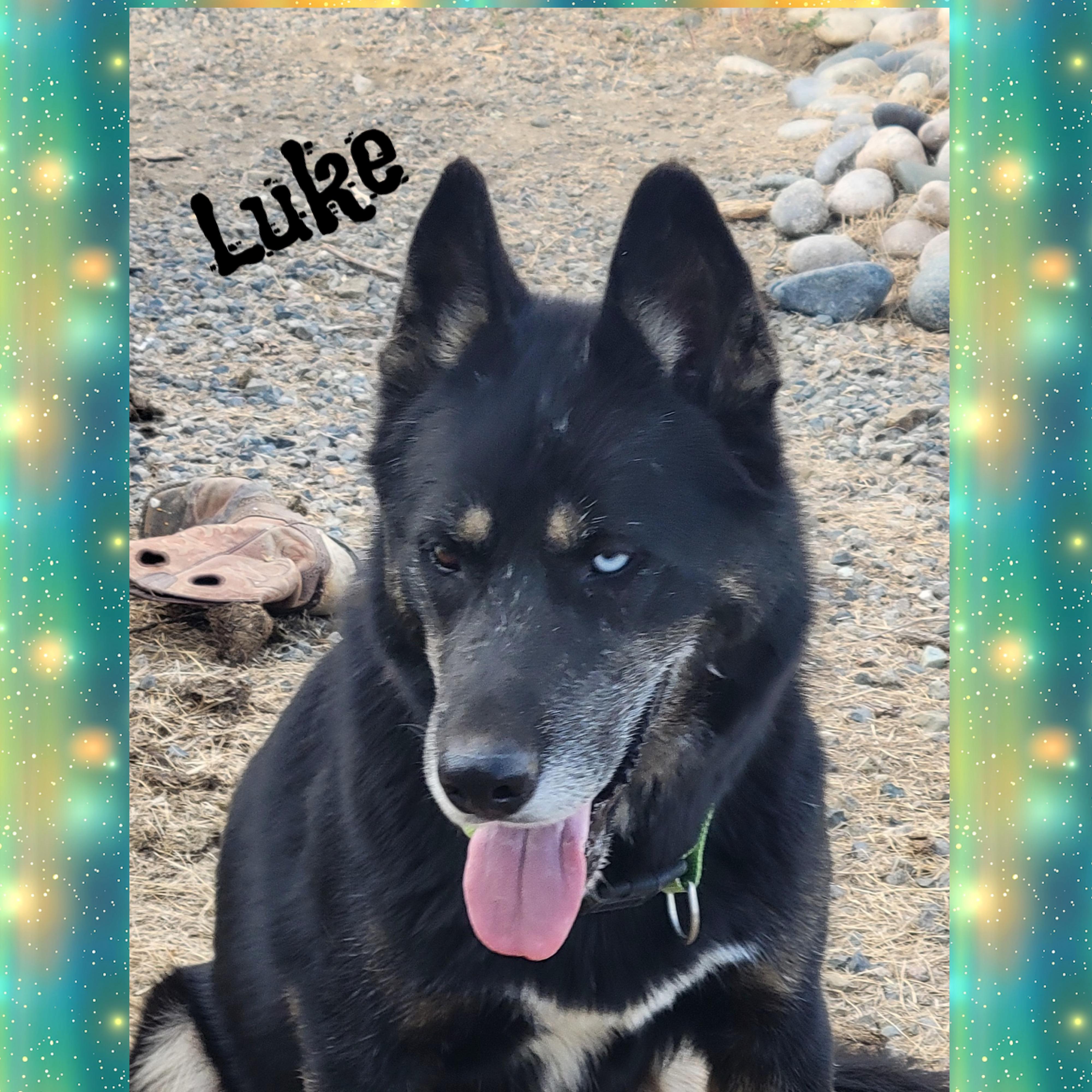 Dog for adoption - Luke, a German Shepherd Dog Mix in Red Lodge, MT ...