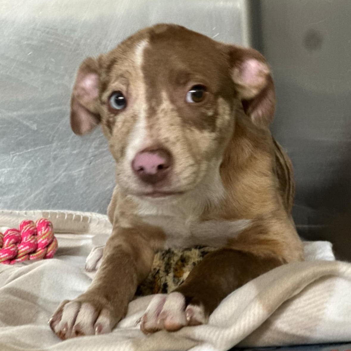 Dog for adoption - Zaya, a Catahoula Leopard Dog & Chocolate Labrador ...