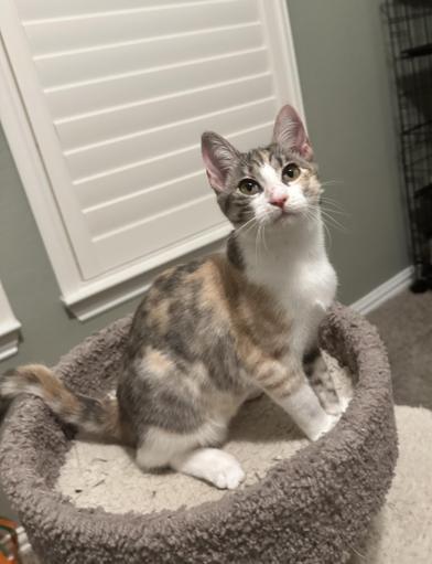 Cat for adoption - Sinclair, a Domestic Short Hair in LATHAM, NY ...
