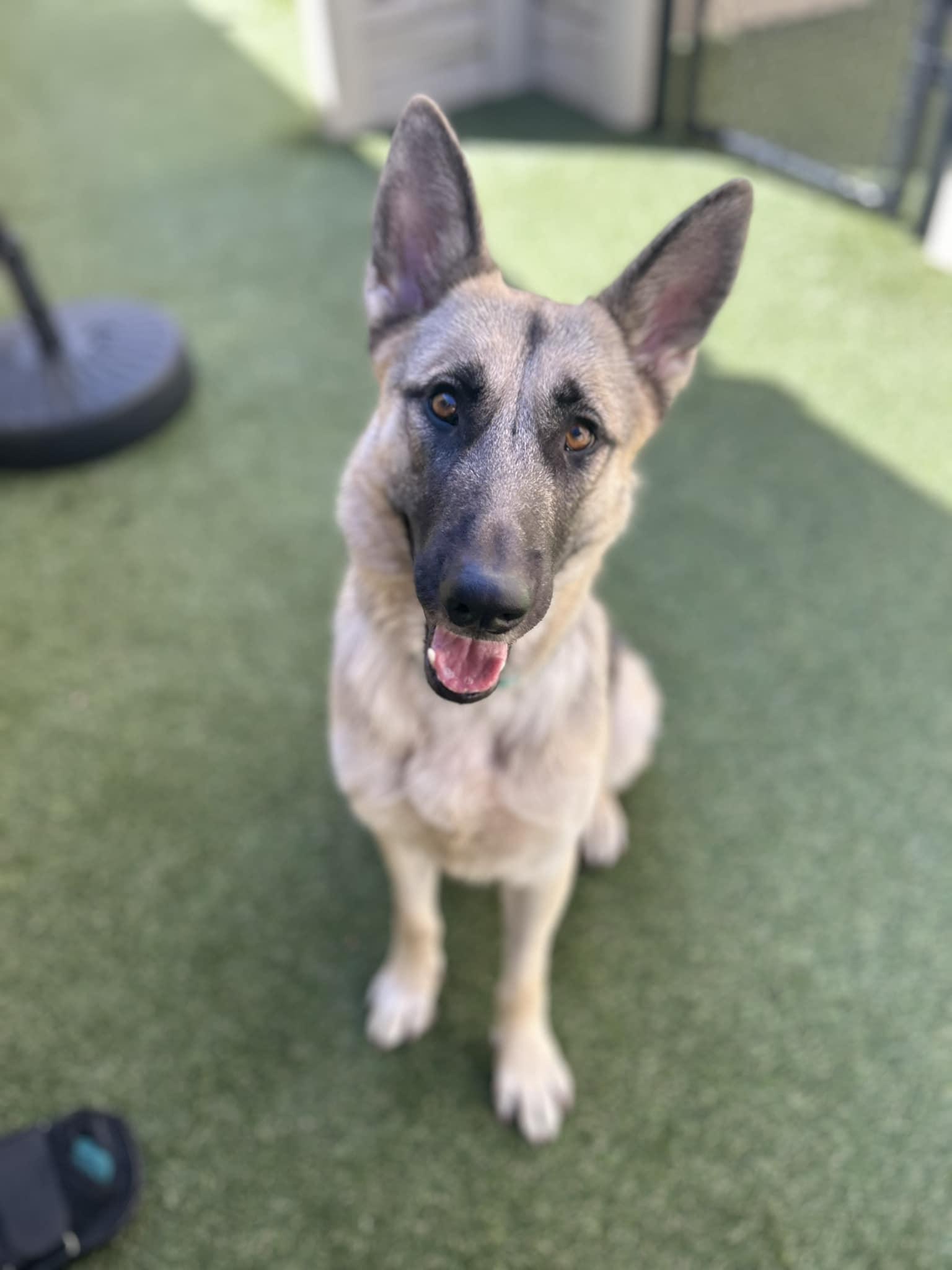 Dog for adoption - Nala, a German Shepherd Dog Mix in Portland, OR ...