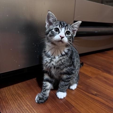 Cat for adoption - Ginny, a Domestic Short Hair in Cleveland, OH ...