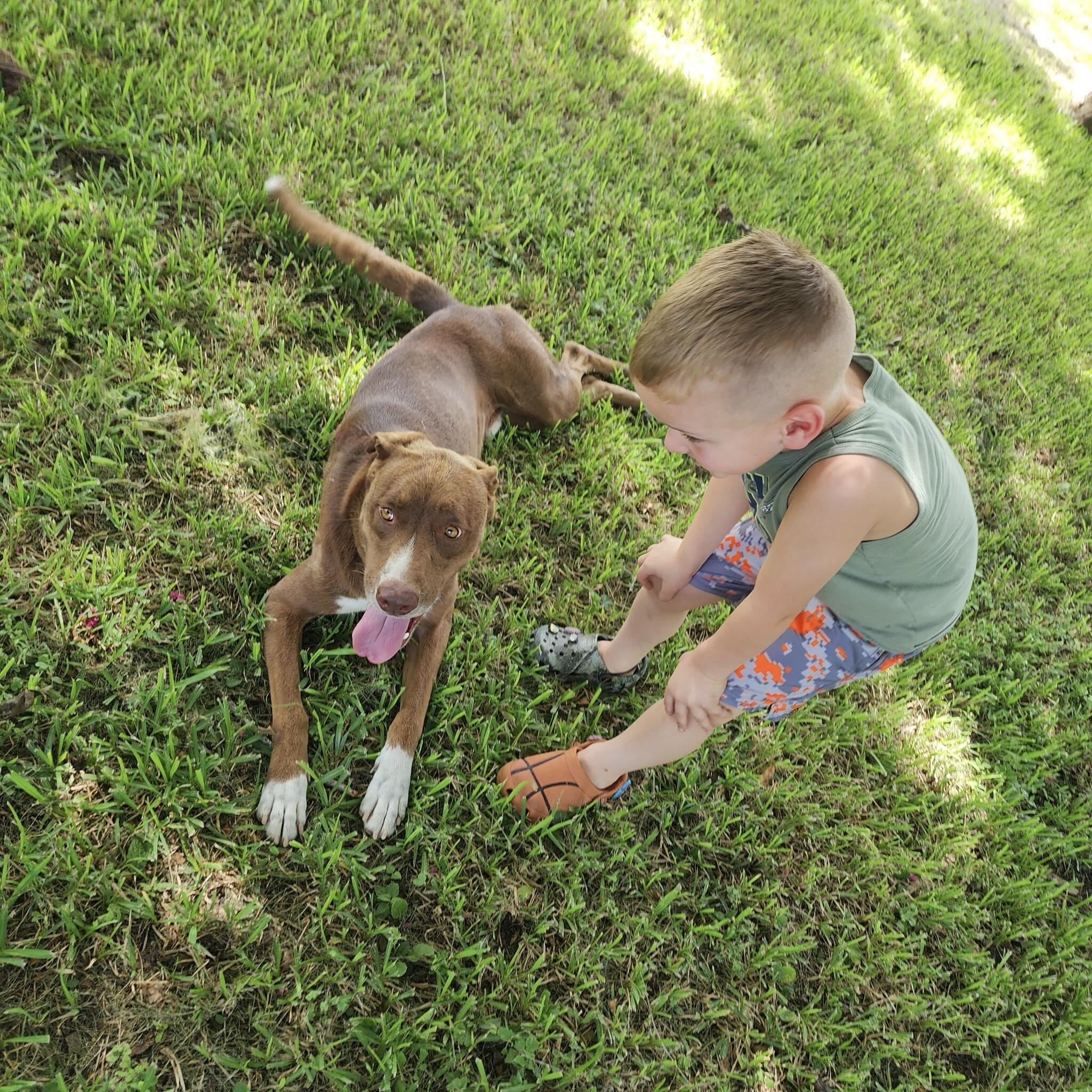 Dog for adoption - Silly Samson Splashes in the Day and cuddles at ...