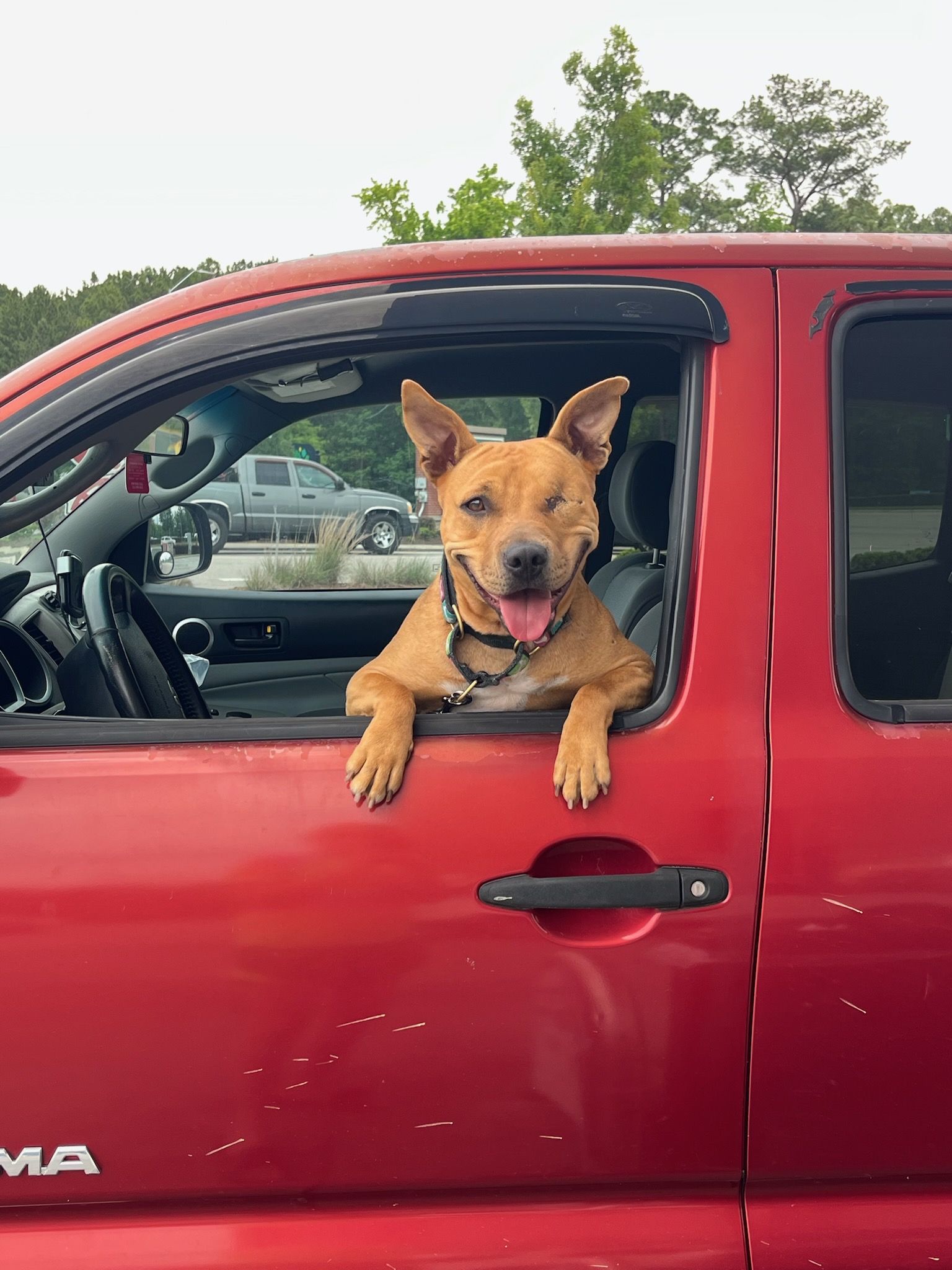 Adoptable Dogs & Puppies - Johnston County Animal Protection League of ...