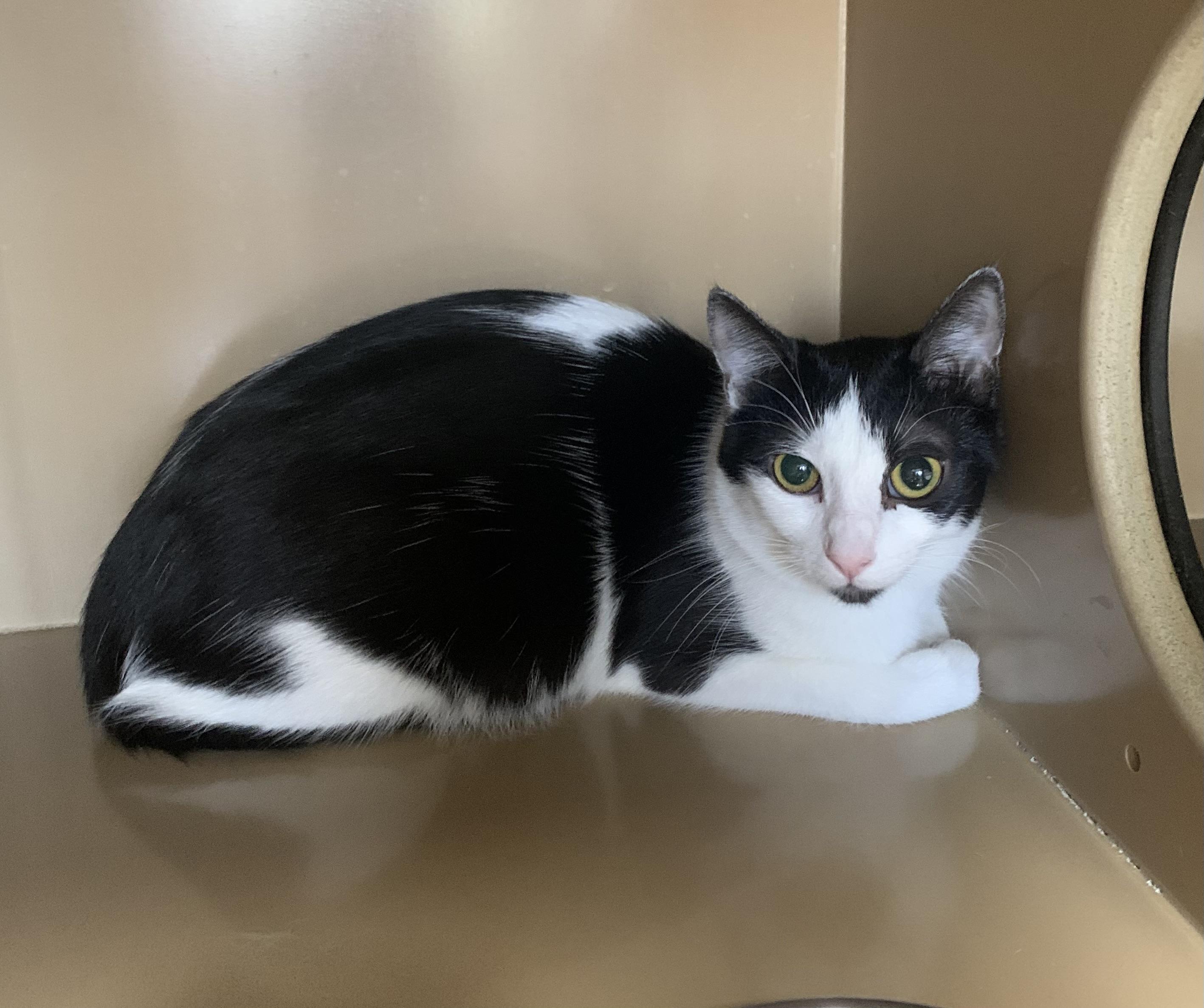 Cat for adoption - Jojo, a Domestic Short Hair in Bisbee, AZ | Petfinder