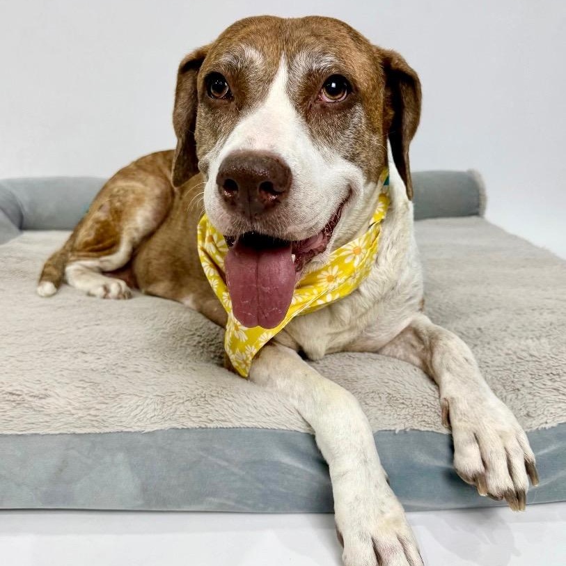 Dog for adoption - Swiftie, a Hound Mix in Buffalo, NY | Petfinder