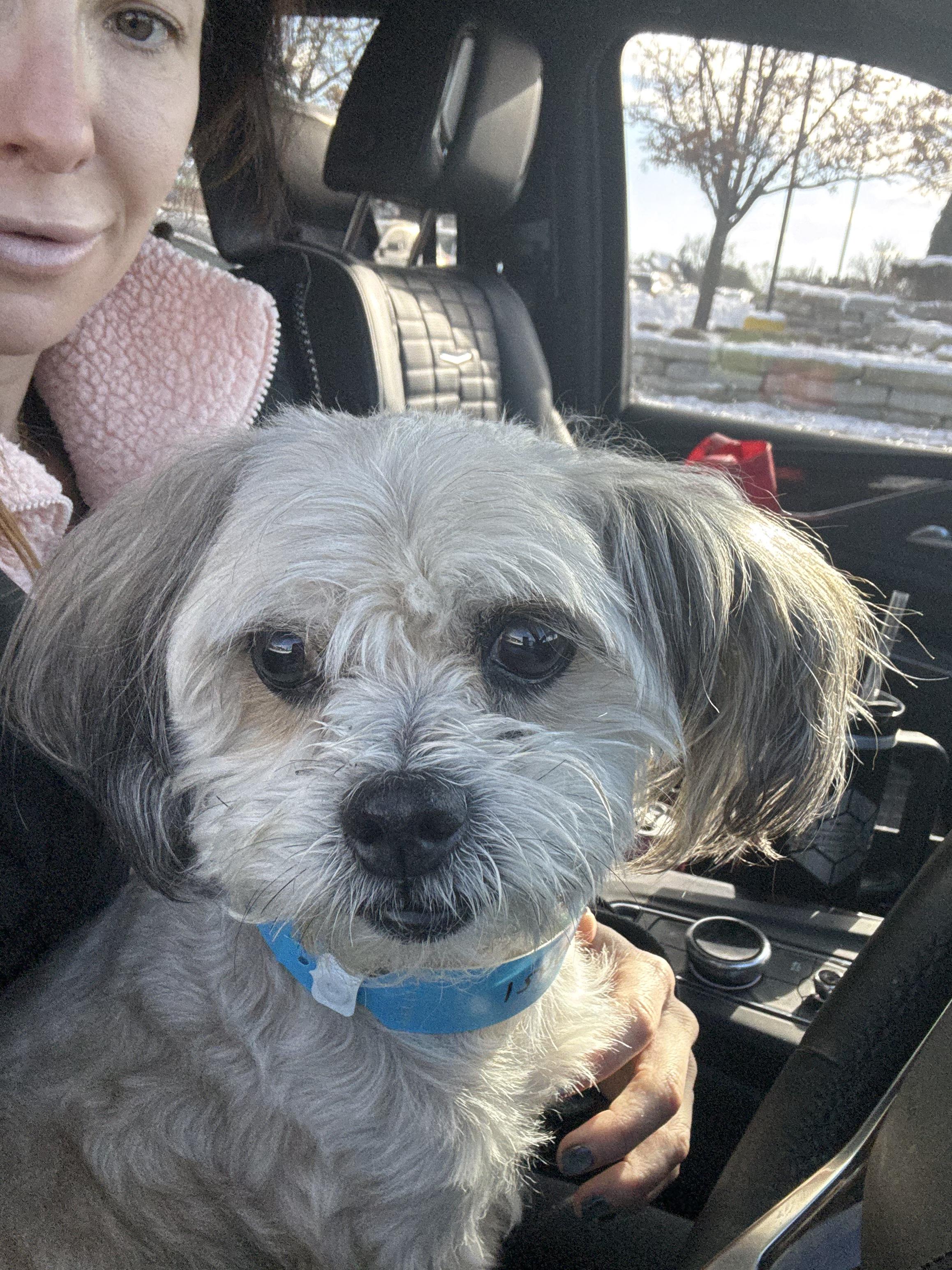 Dog Adoption Pending - Scotty a Maltese Dog in Bloomfield Hills, MI ...