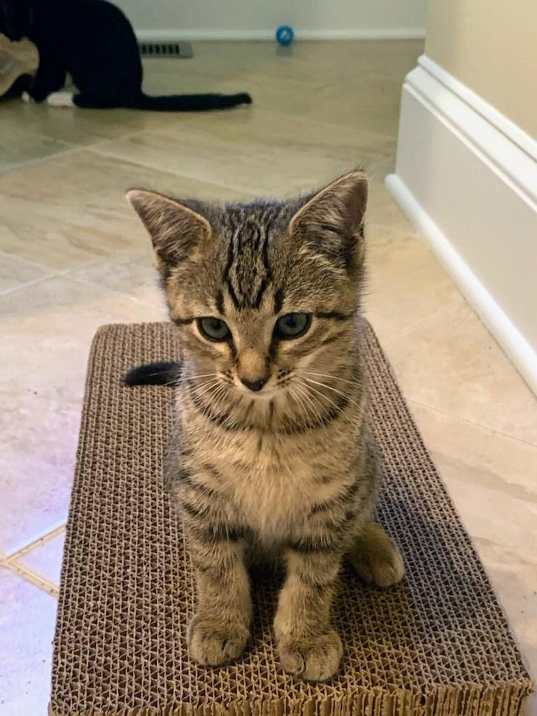 Cat for adoption - Hendrix, a Domestic Short Hair in Chapel Hill, NC ...