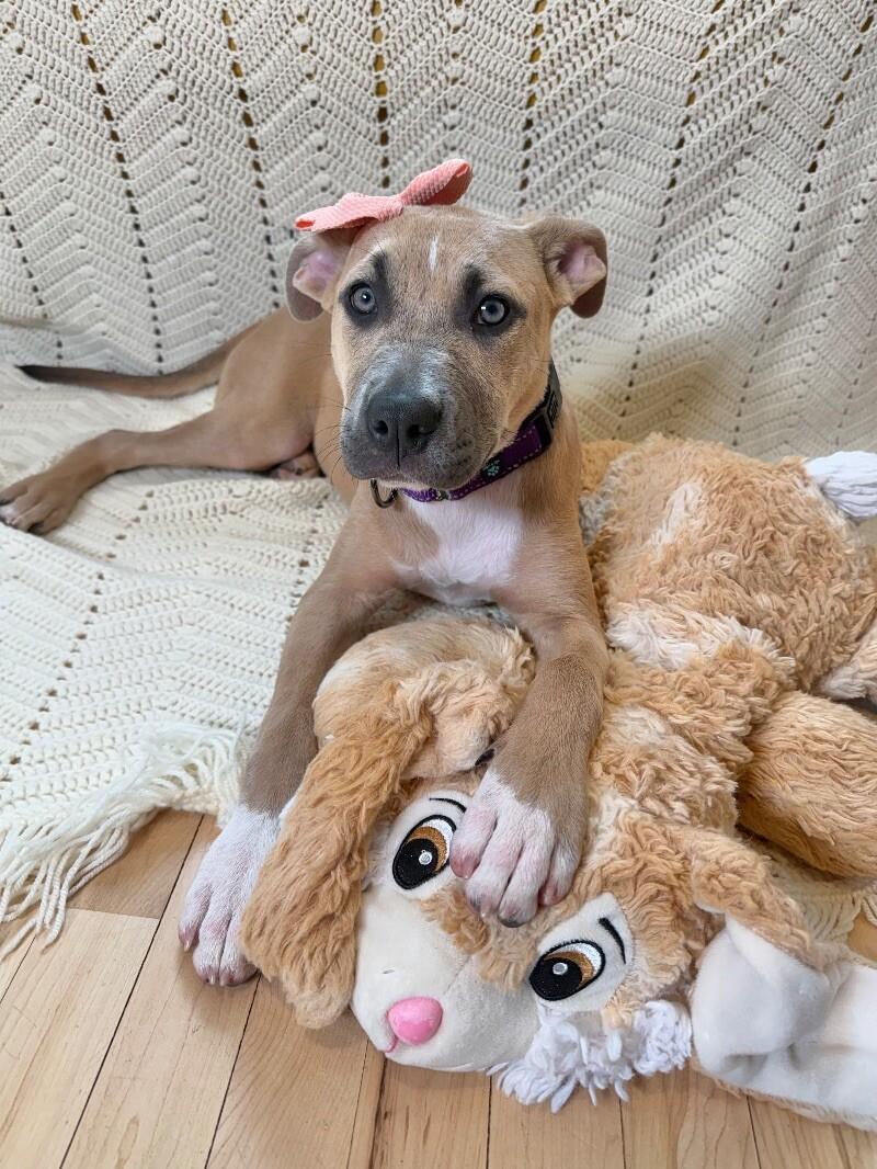 Dog for adoption - Frankie Lily, a Pit Bull Terrier Mix in Hartford, CT ...