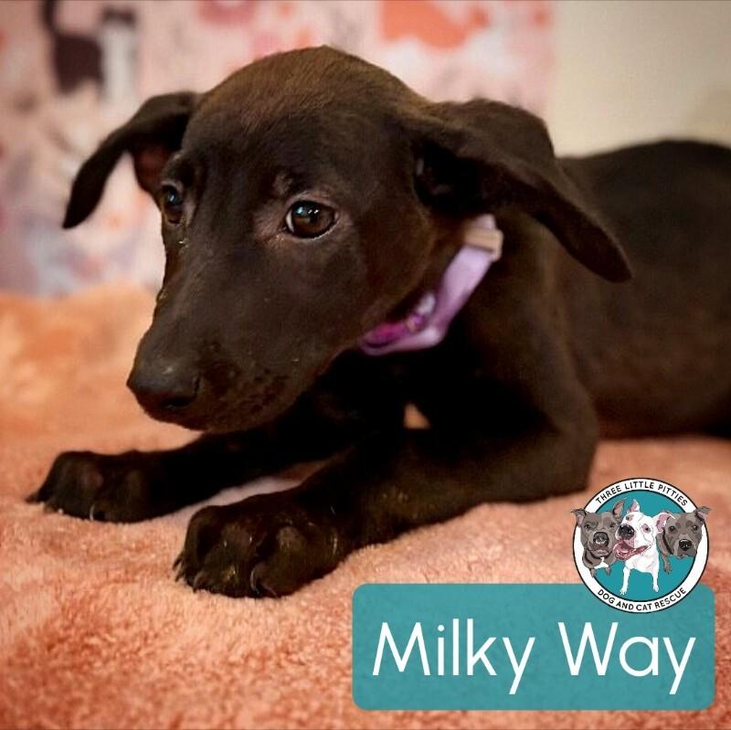 Dog for adoption - Milky Way Candy Bar, a Great Dane & German Shepherd ...