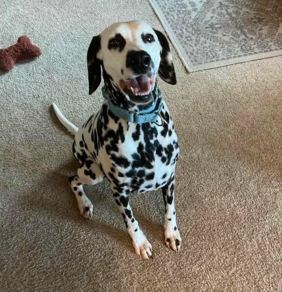 Sweet Pea Ask to Meet! In Foster! - Adoptable Pet | Petfinder | Petfinder