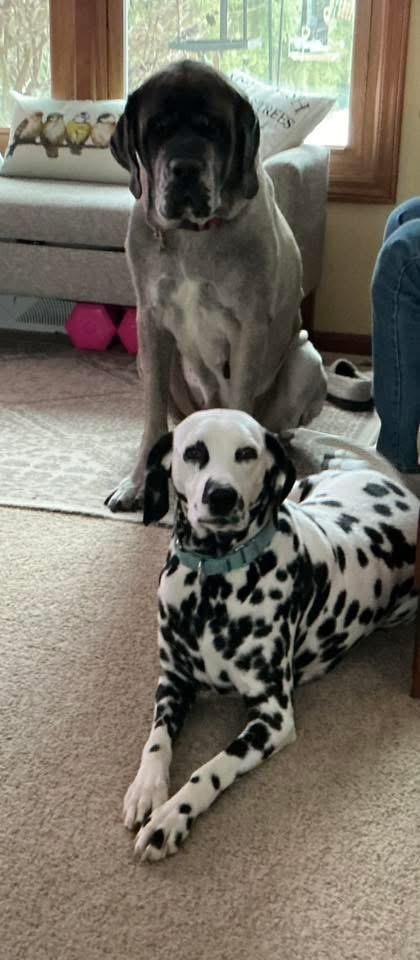 Sweet Pea Ask to Meet! In Foster! - Adoptable Pet | Petfinder | Petfinder