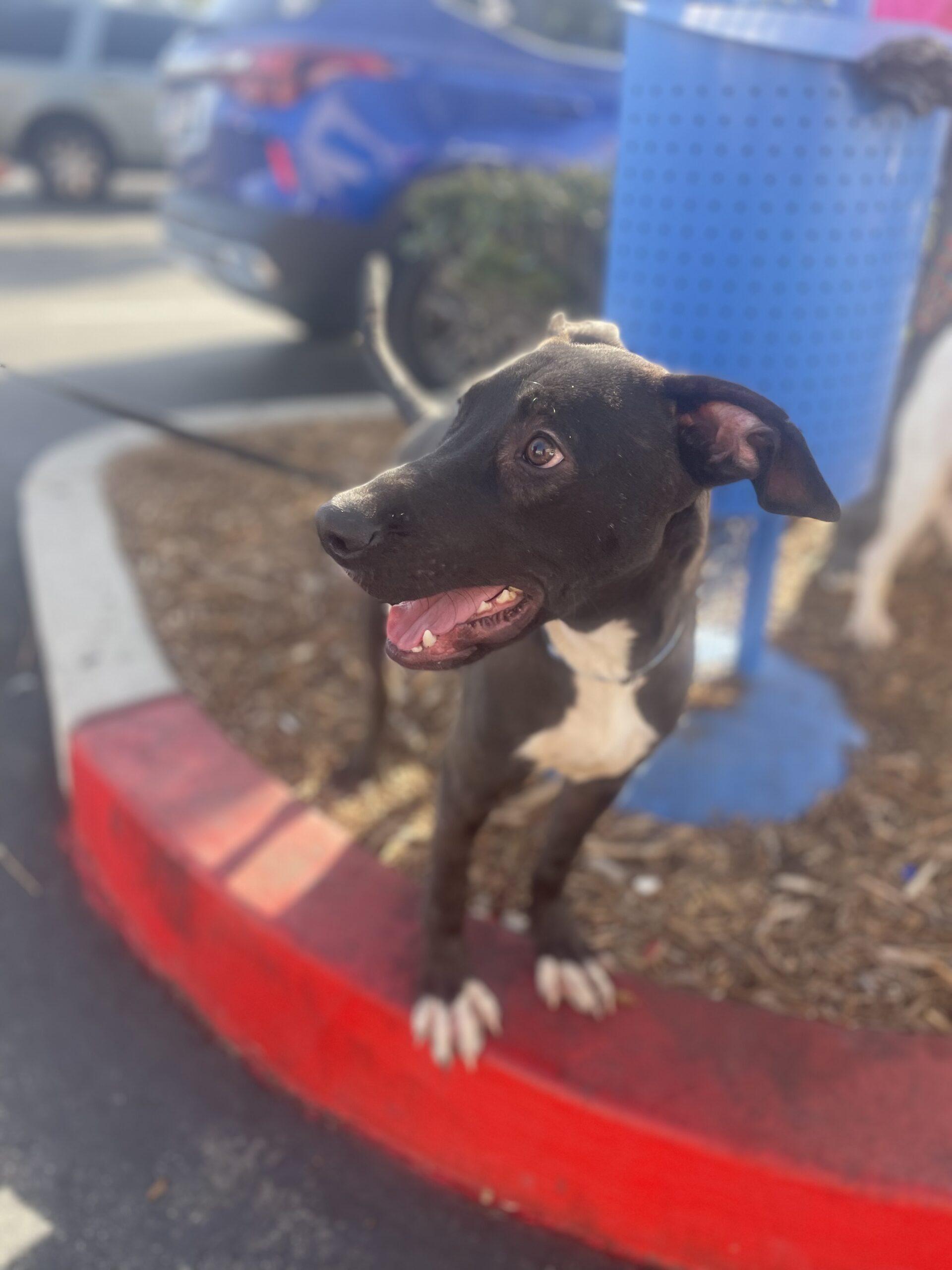 Dog for adoption - Ash, a Labrador Retriever Mix in Carson City, NV ...