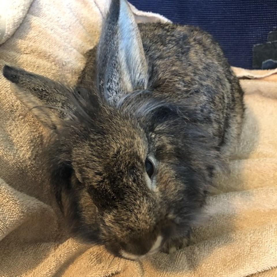 Adopt – Eastern Shore Rabbit Rescue and Education Center