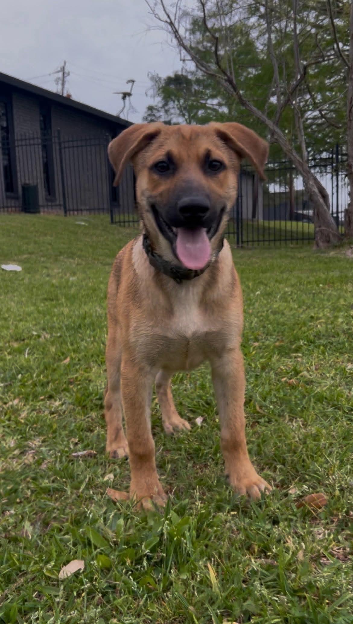 Dog for adoption - Franklin, an Australian Shepherd Mix in aurora, CO | Petfinder