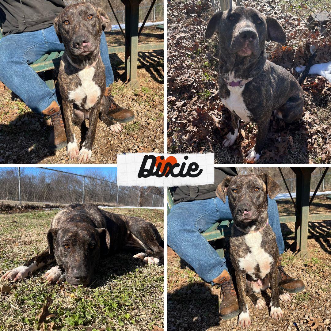 Dog for adoption - Dixie, a Catahoula Leopard Dog & Labrador Retriever ...