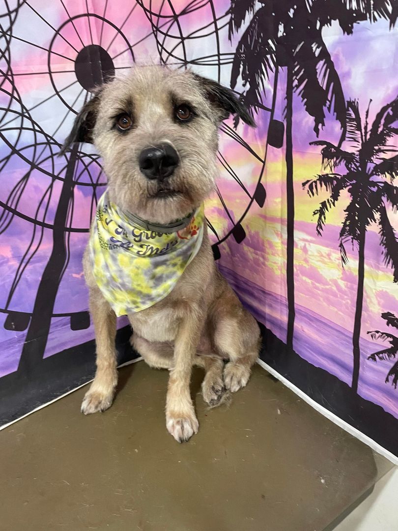 Dog for adoption - Bear, a Wheaten Terrier in Binghamton, NY | Petfinder