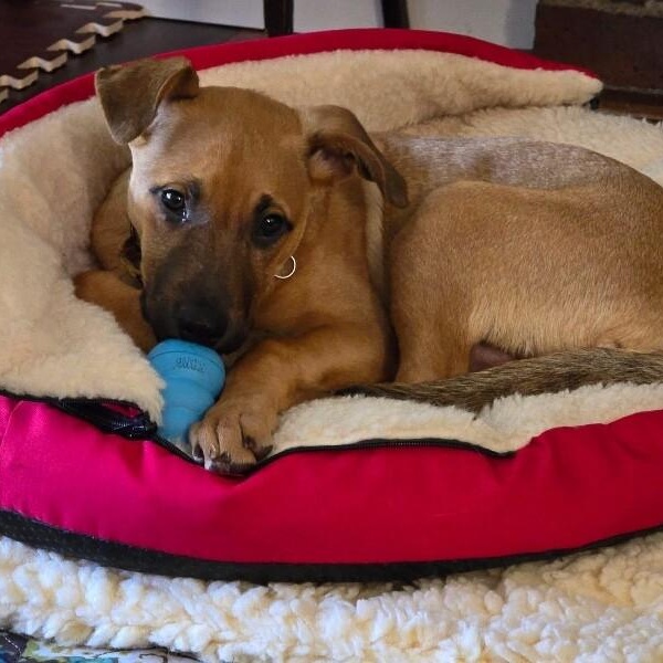 Dog for adoption - Vance Spirited And Sweet, a Black Mouth Cur & Pit ...