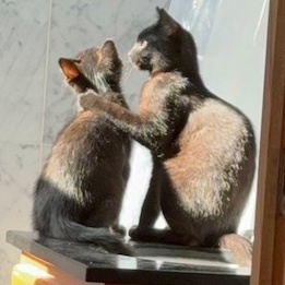 Cat for adoption - Arrow and Ashes, a Domestic Short Hair in Astoria ...