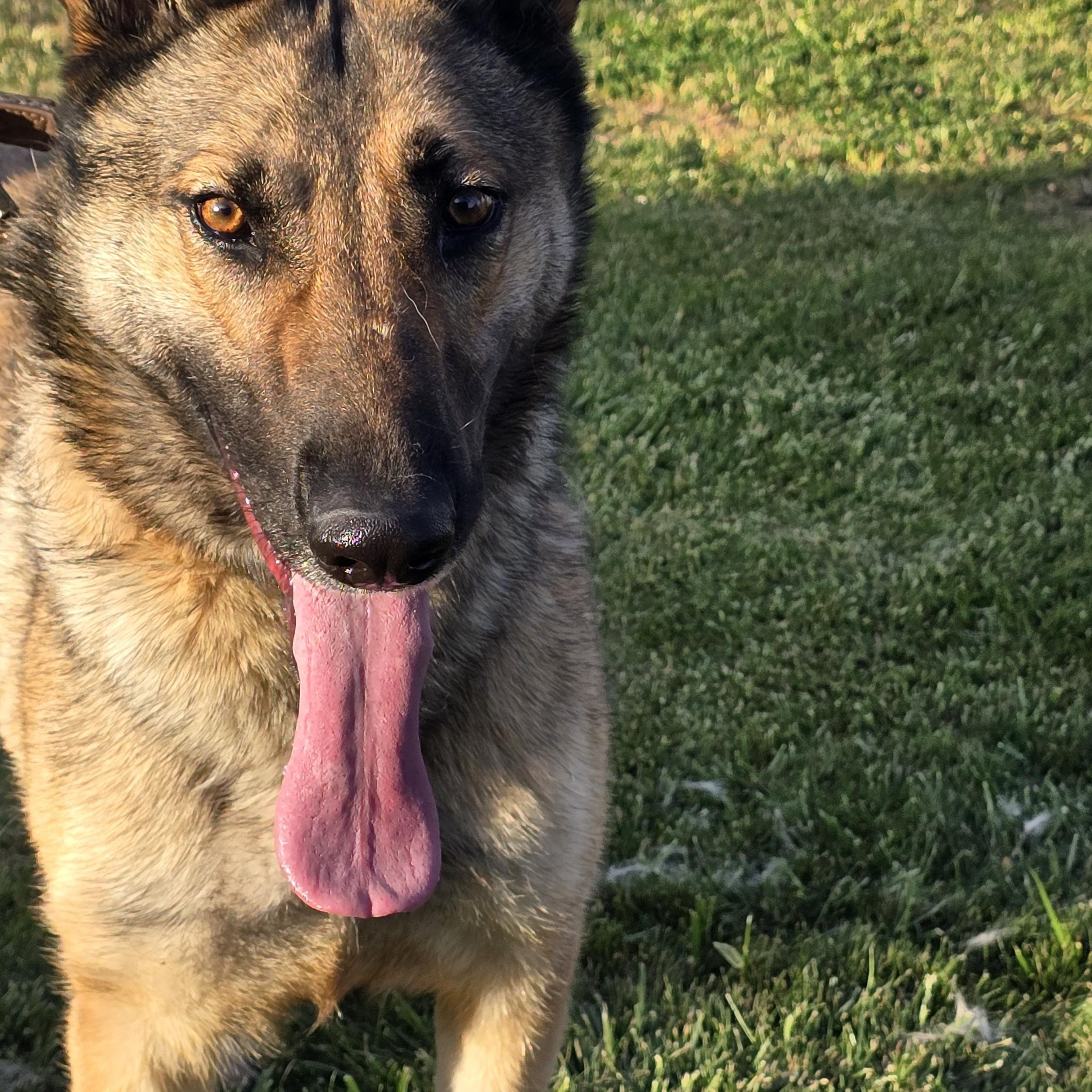 Dog for adoption - Trevor, a German Shepherd Dog in Tracy, CA | Petfinder