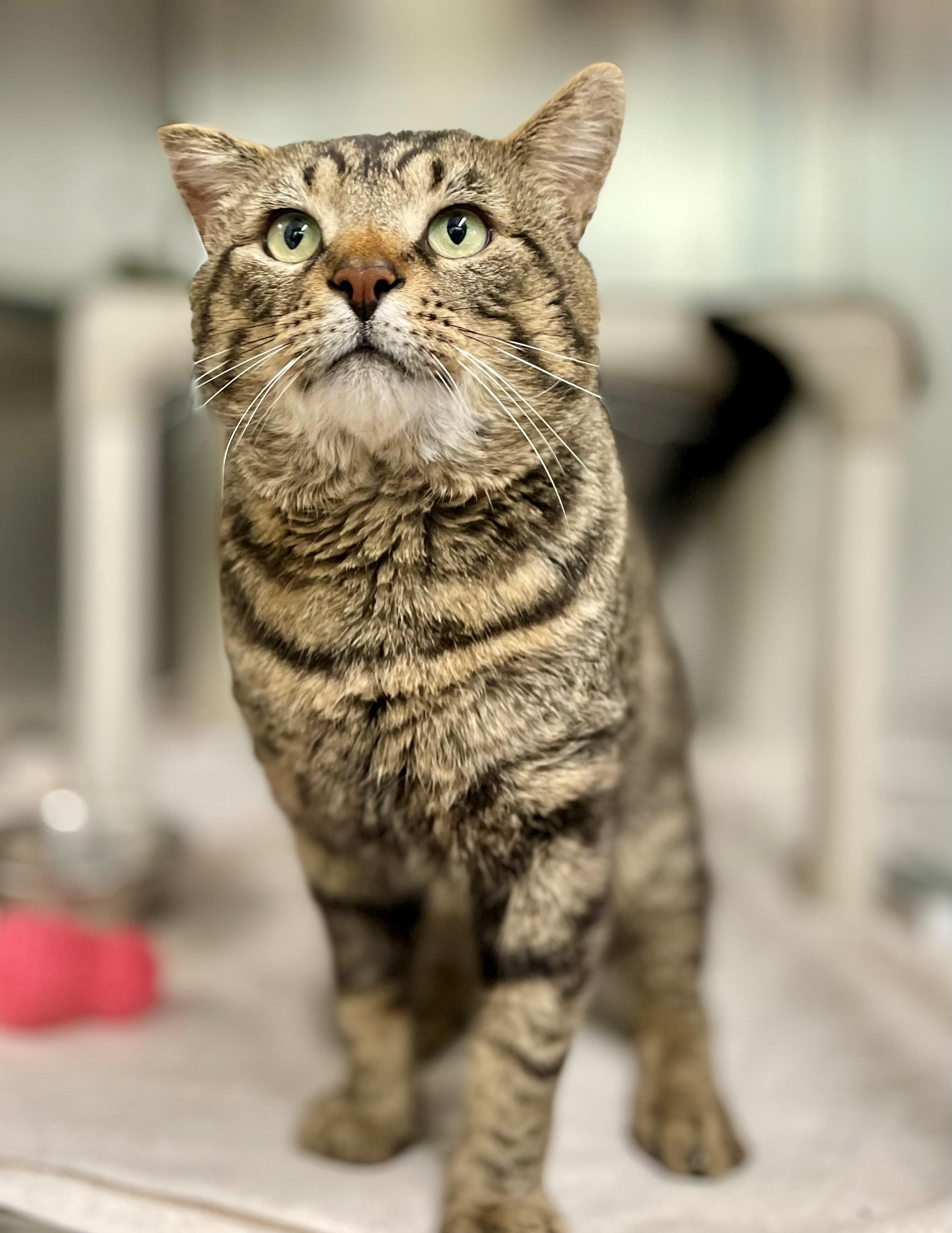 Cat for adoption - Russ-T, a Domestic Short Hair in Hamilton, ON ...