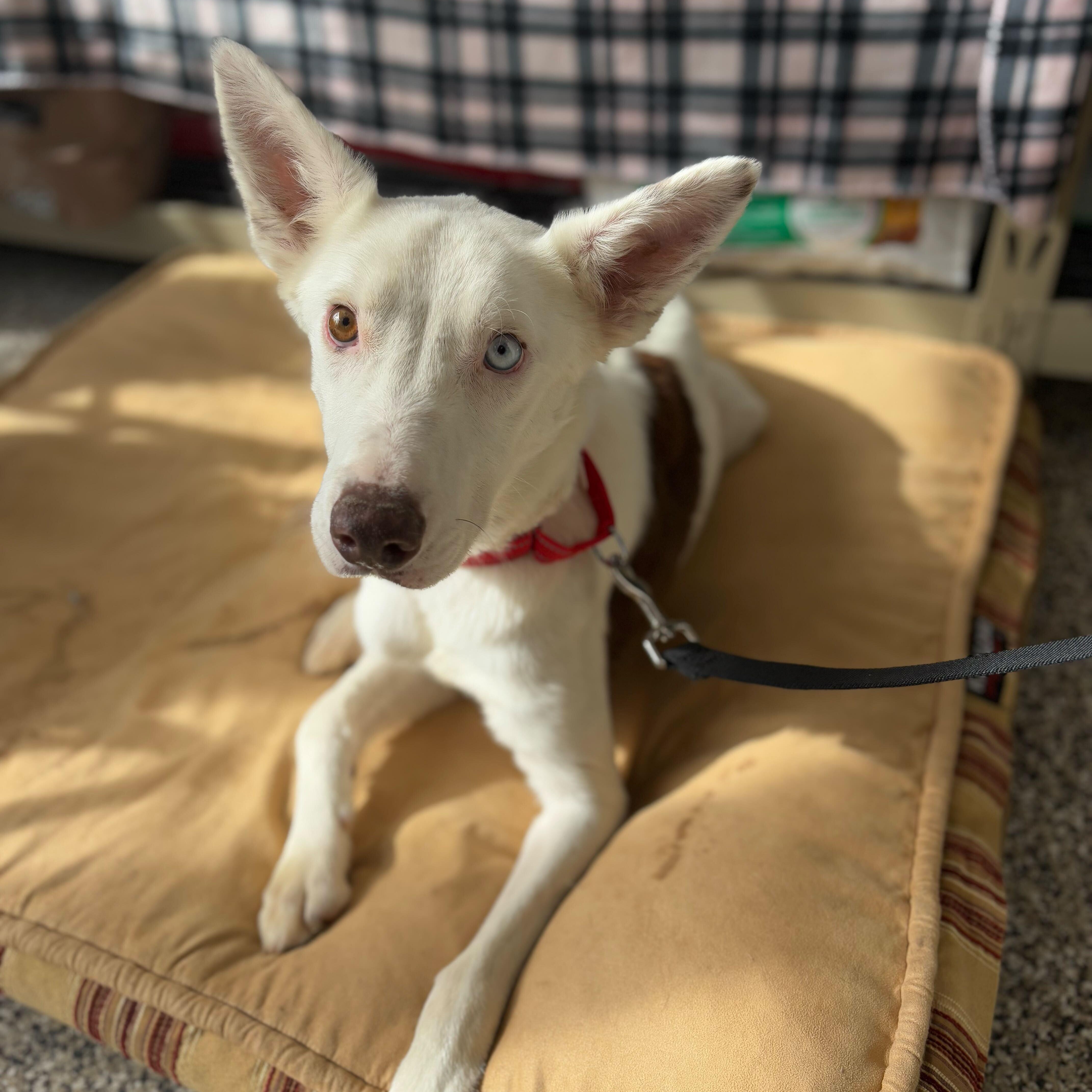 Dog for adoption - Cowboy, a Border Collie Mix in Jackson, MI | Petfinder