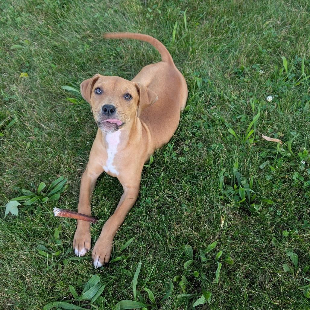 Dog for adoption - Karen, a Mixed Breed in Fenton, MI | Petfinder