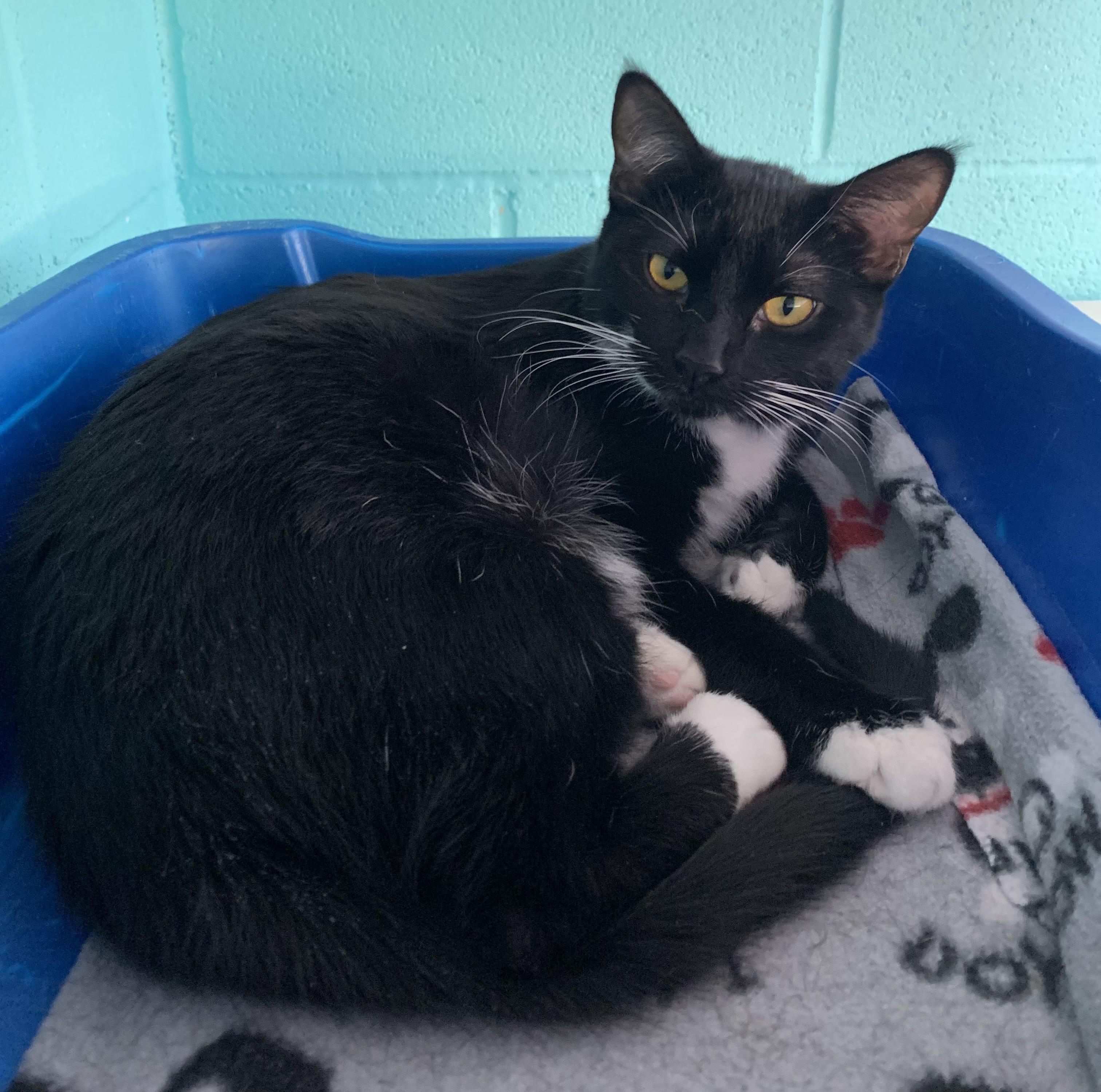 Cat for adoption - Violet, a Domestic Medium Hair Mix in Bisbee, AZ ...