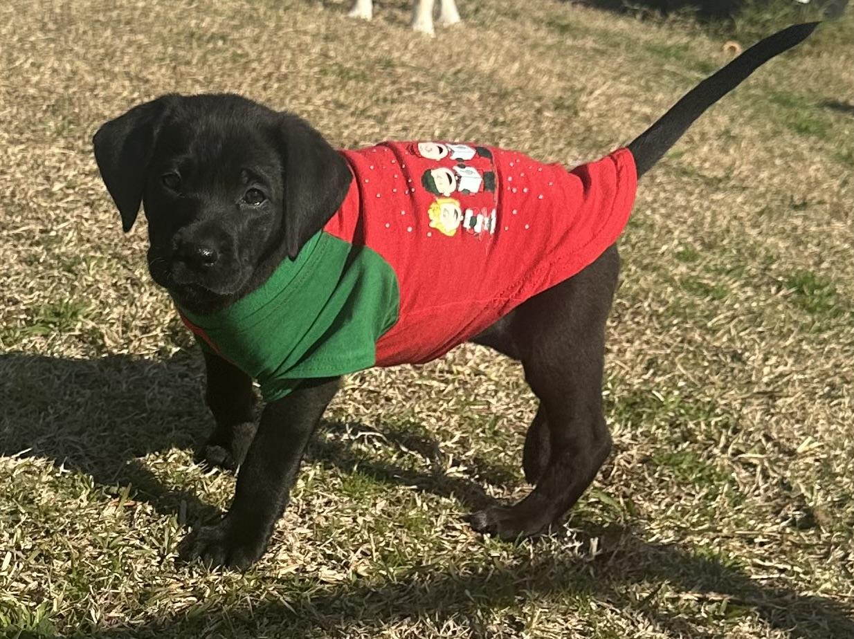 Dog for adoption - Sandy, a Labrador Retriever Mix in Portland, OR ...