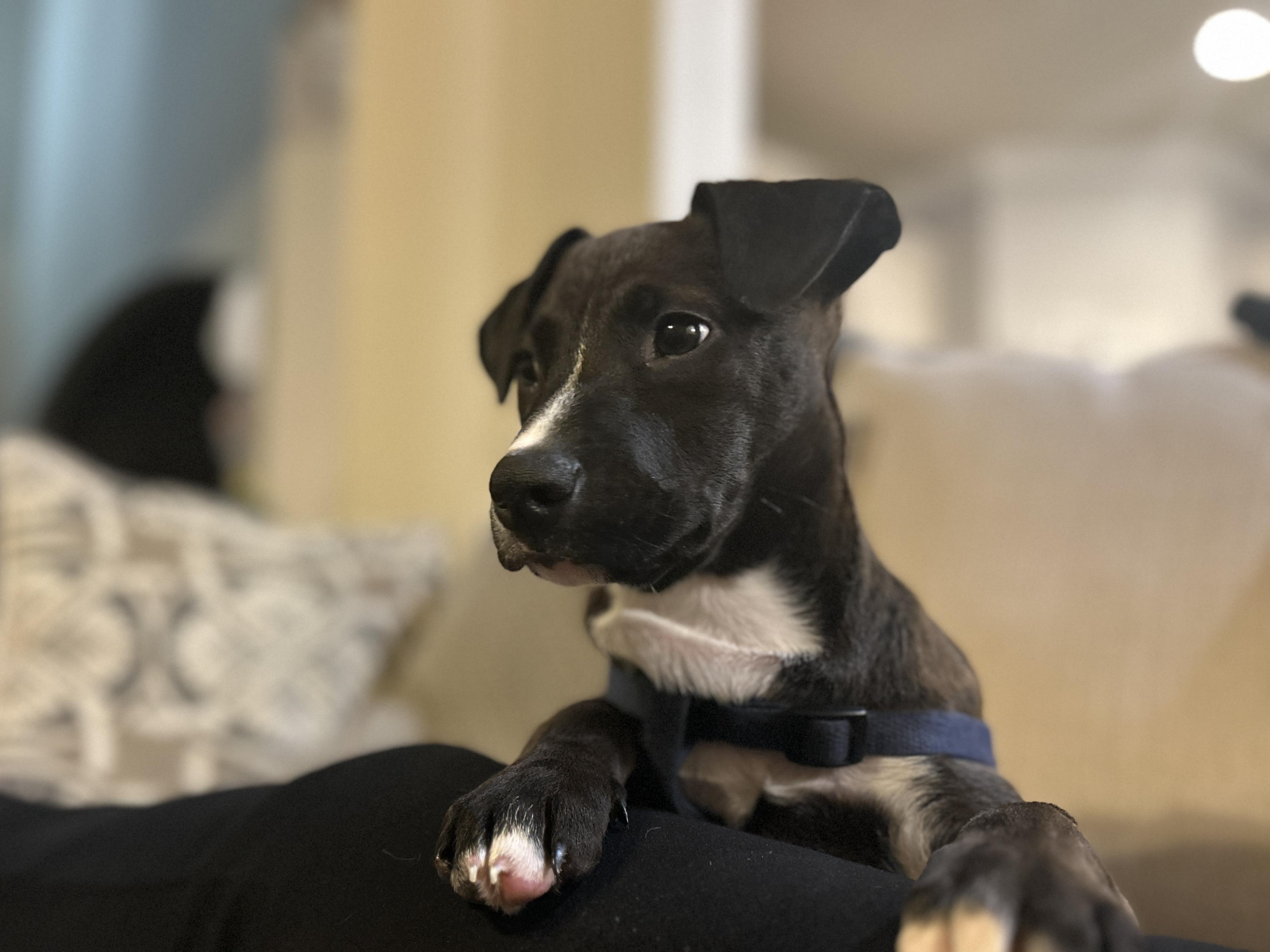 Dog for adoption - Coconut, a Labrador Retriever in Columbus, OH ...