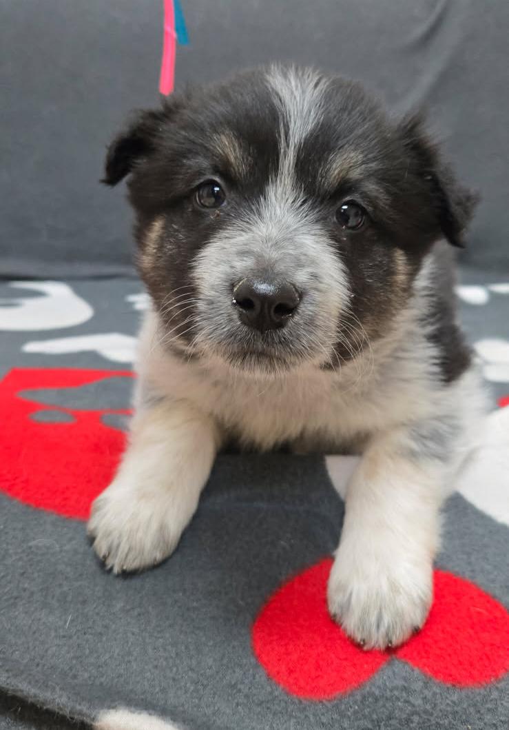 Dog for adoption - Macadamia, a Border Collie Mix in Neillsville, WI ...