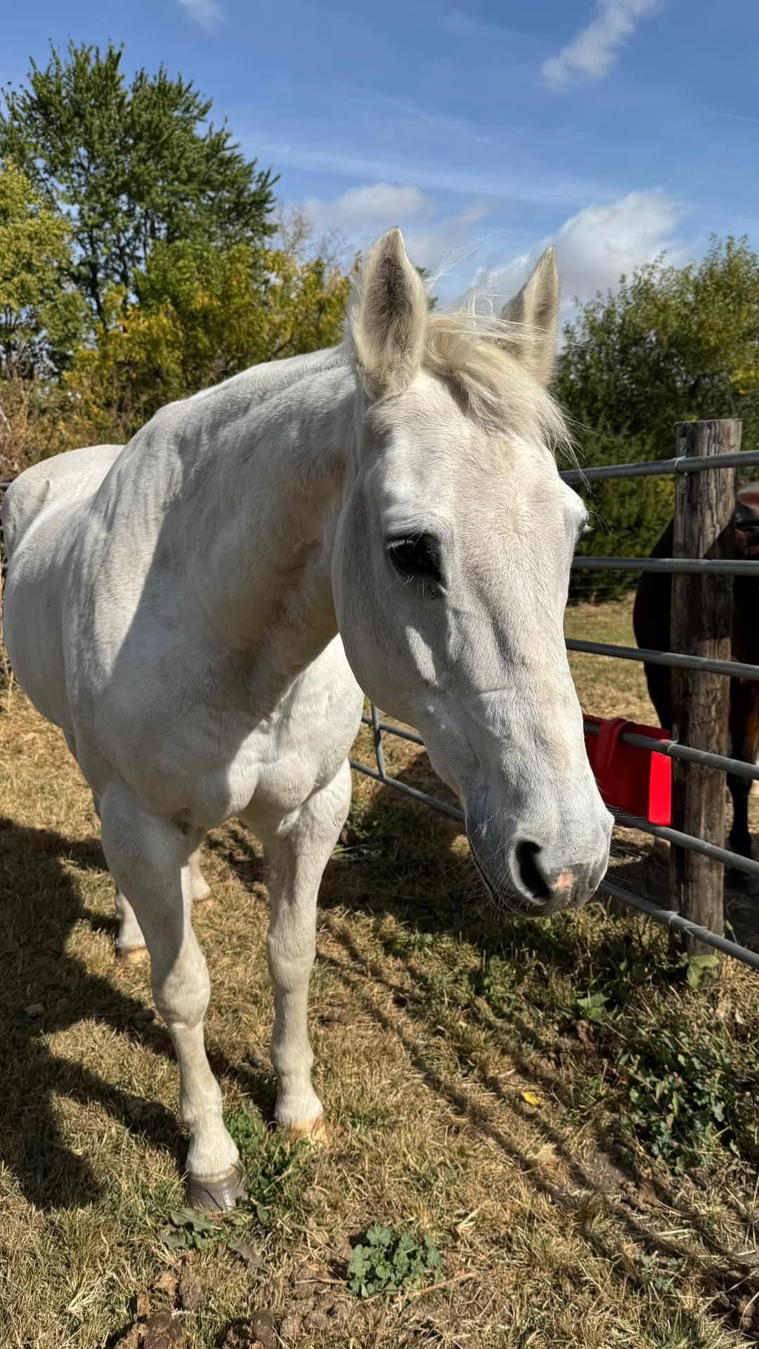 Horse for adoption - Chino, a Quarterhorse in Cedar Rapids, IA | Petfinder
