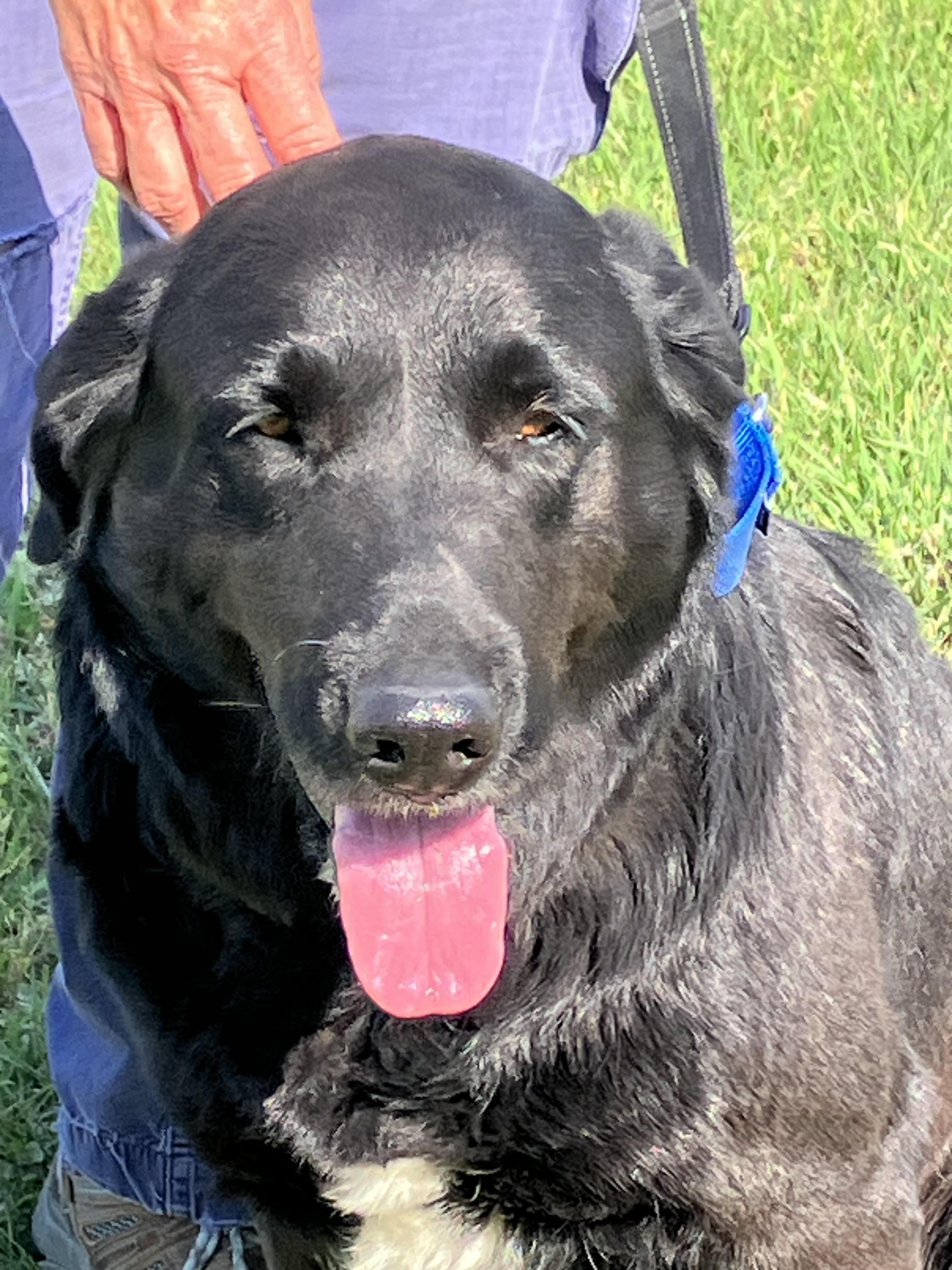 Dog for adoption - COCO-Cute and Cuddly, a Black Labrador Retriever Mix ...