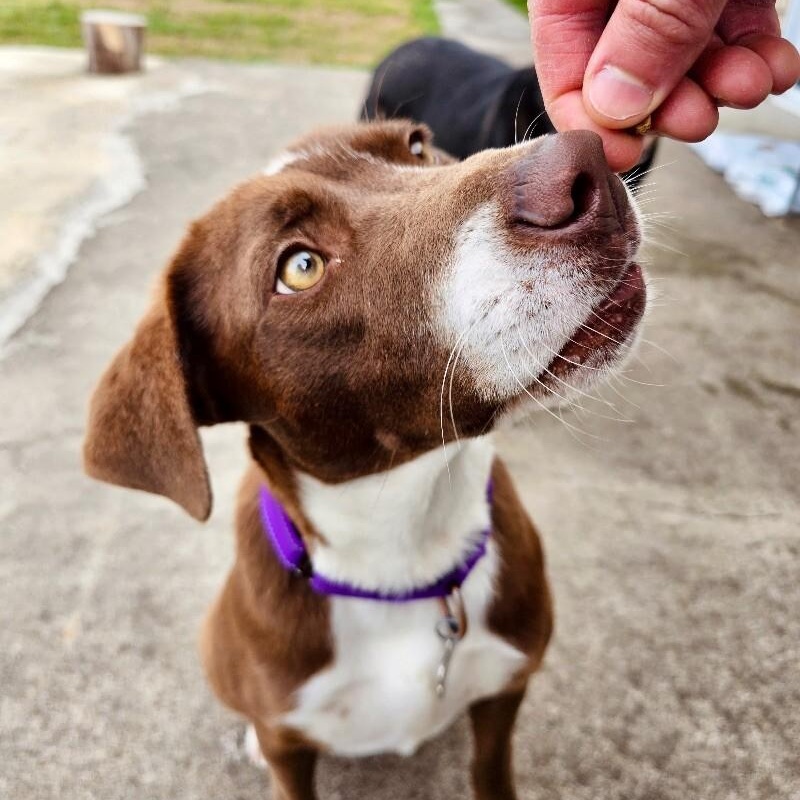 Dog for adoption - Daisy May The Sweetest Angel, a Labrador Retriever ...