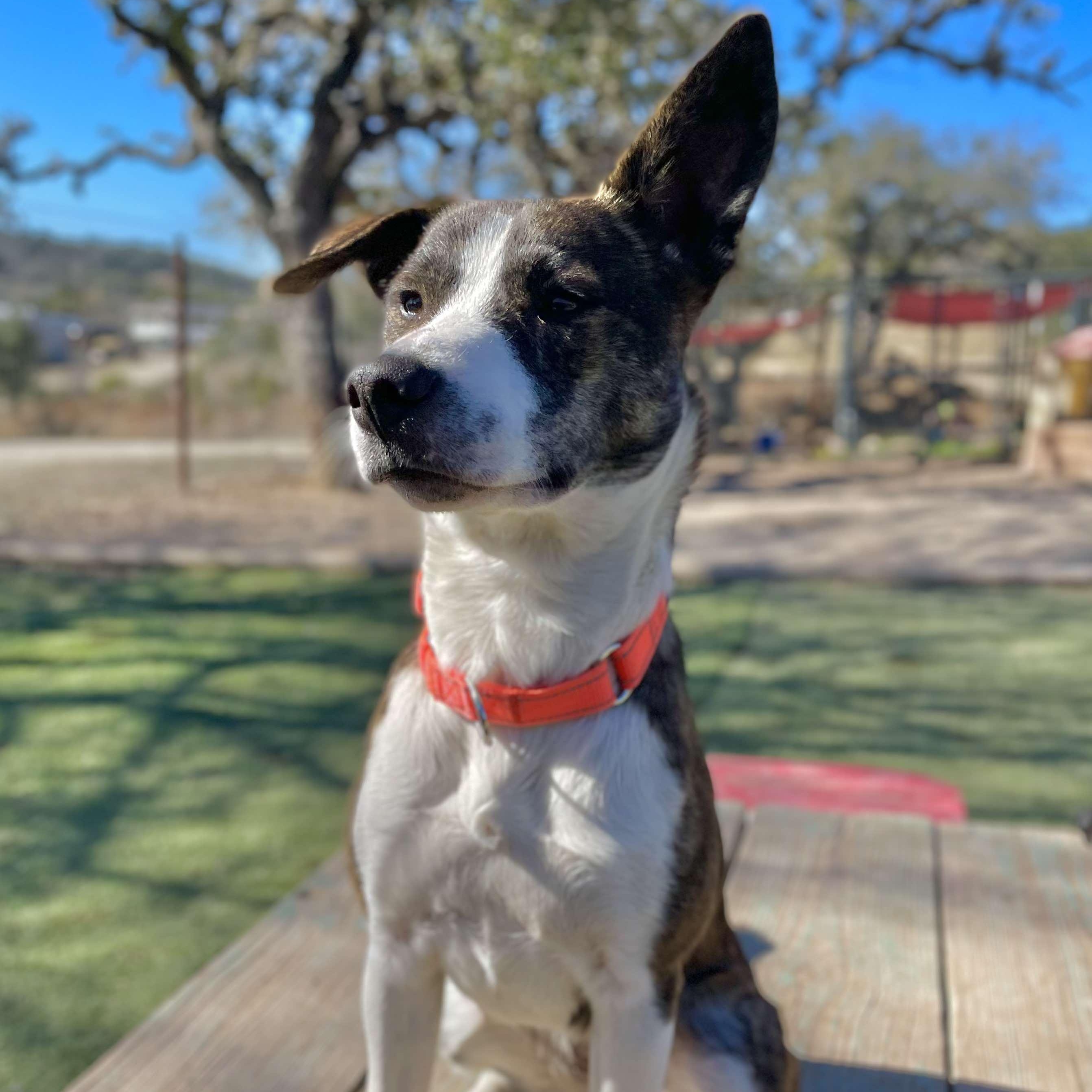 Dog for adoption - Samoa, a Catahoula Leopard Dog in Redmond, WA ...