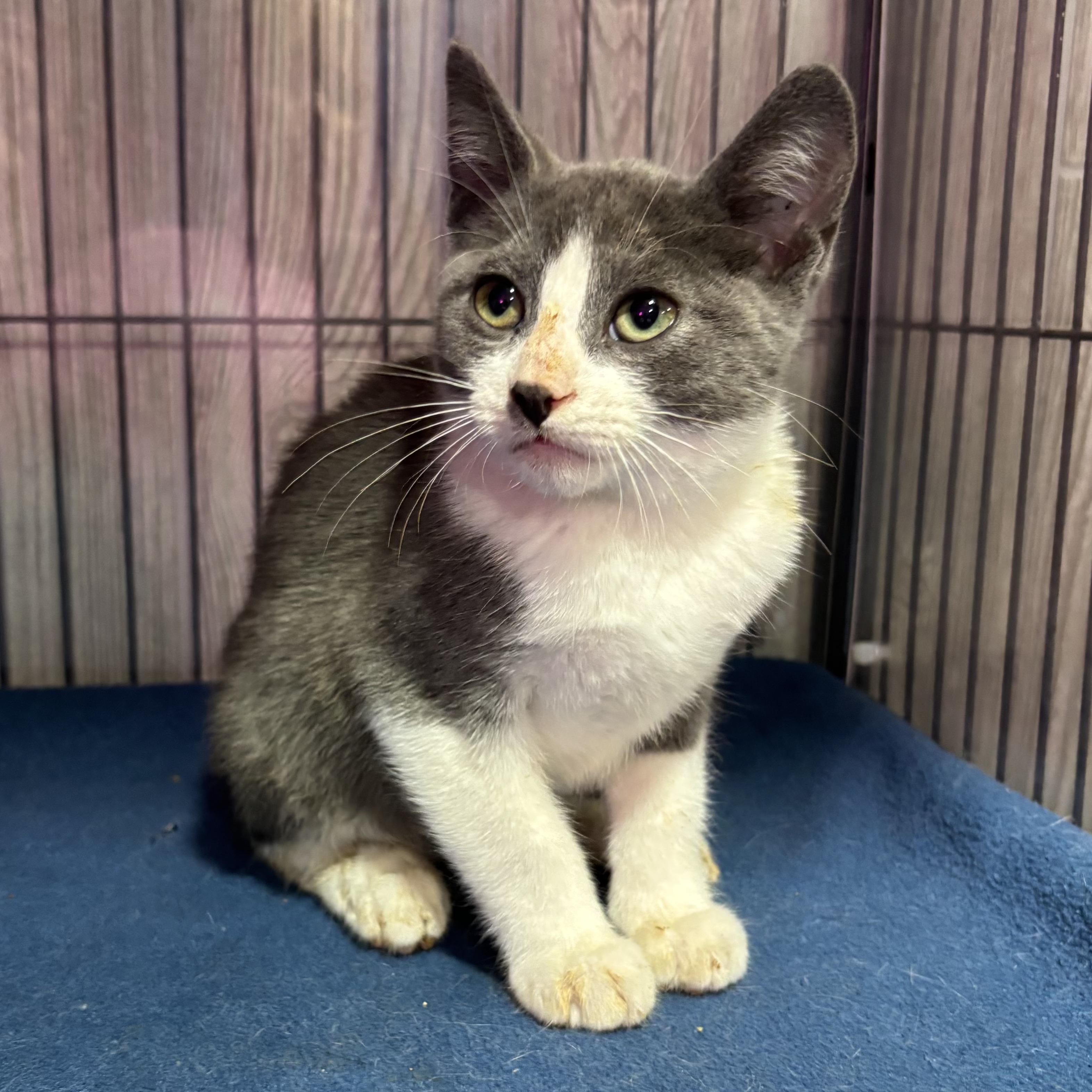 Cat for adoption - CLAYTON, a Domestic Short Hair in Tillsonburg, ON | Petfinder