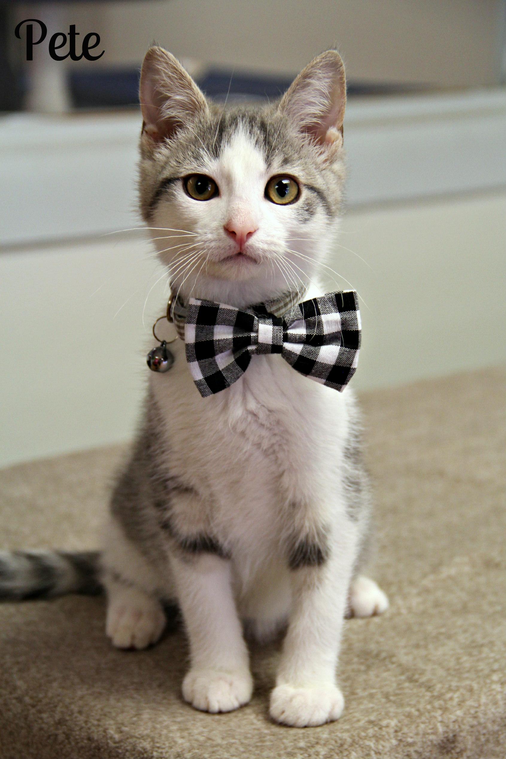 Cat for adoption - Pete, a Domestic Short Hair in Vinton, IA | Petfinder