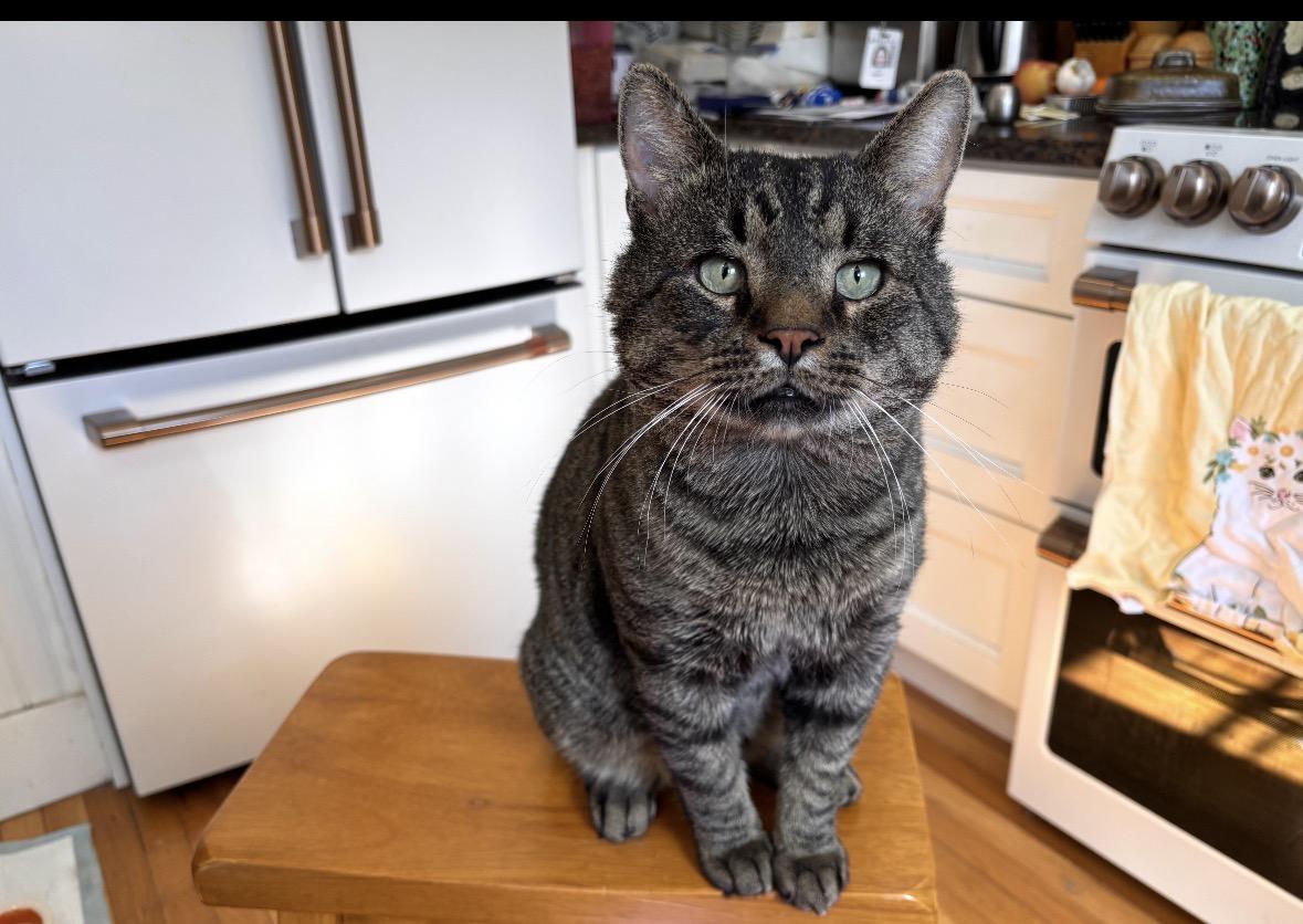 Cat for adoption - Ozzy-rockn roll boy, a Tabby in Beverly, MA | Petfinder