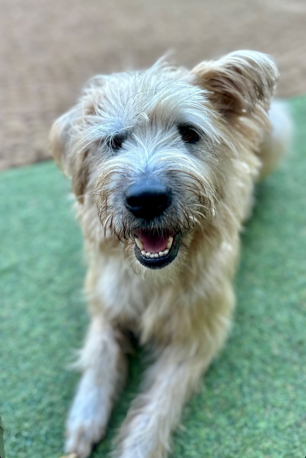 Dog for adoption - Dex, a Sheep Dog & Terrier Mix in San Jose, CA ...