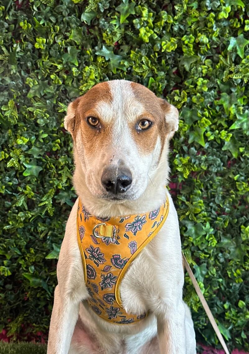 Dog for adoption - Benson, a Foxhound & Greyhound Mix in Mountain View ...