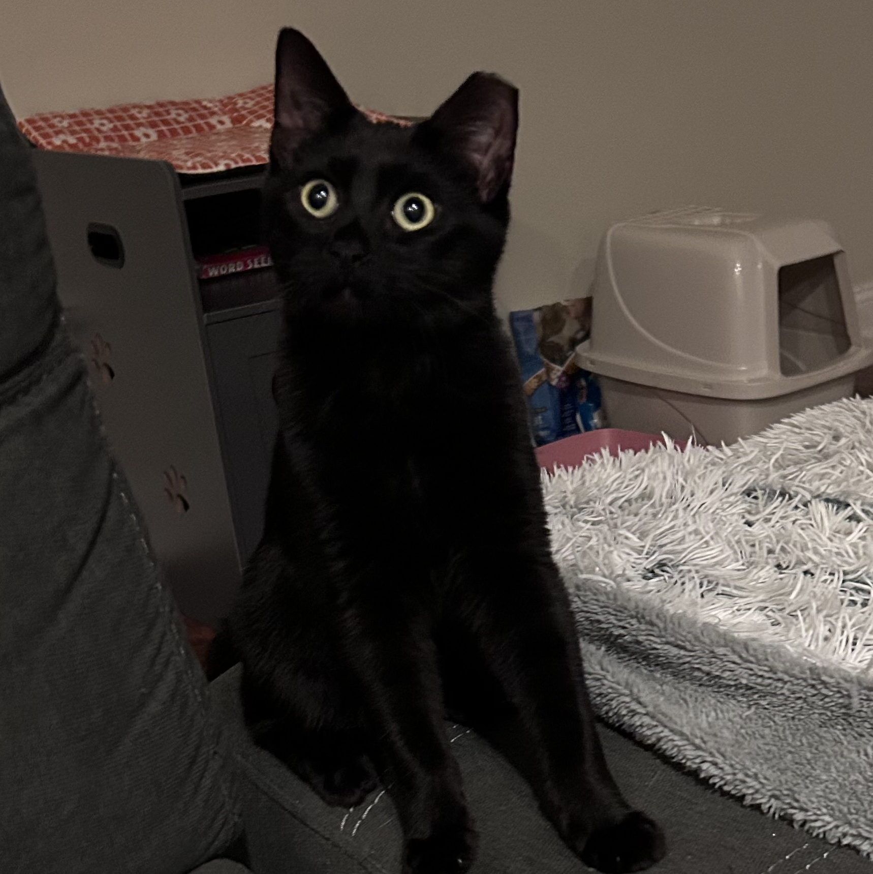 Cat for adoption - Jinx, a Domestic Short Hair in Sayville, NY | Petfinder