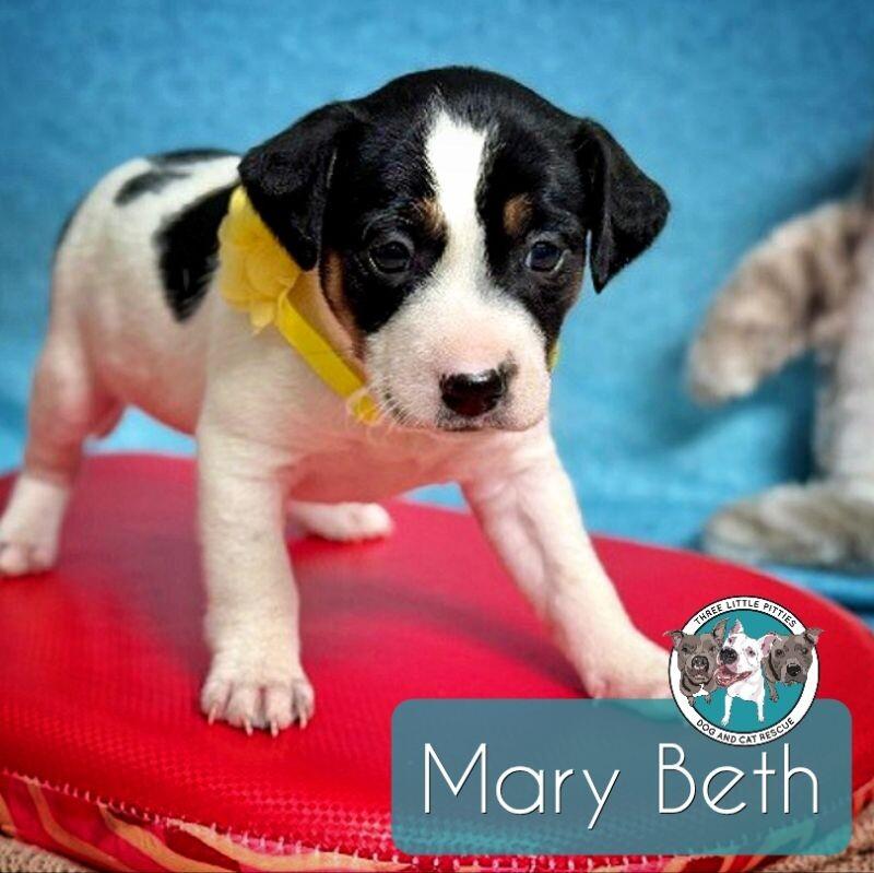 Dog for adoption - Mary Beth Dixie, a Labrador Retriever & Pit Bull ...