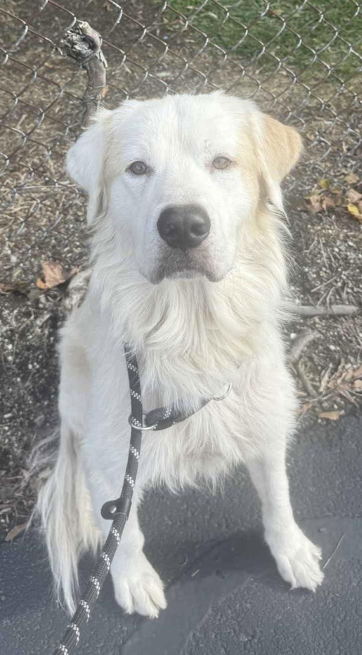 Dog for adoption - Greg HOLD, a Retriever & Great Pyrenees Mix in ...