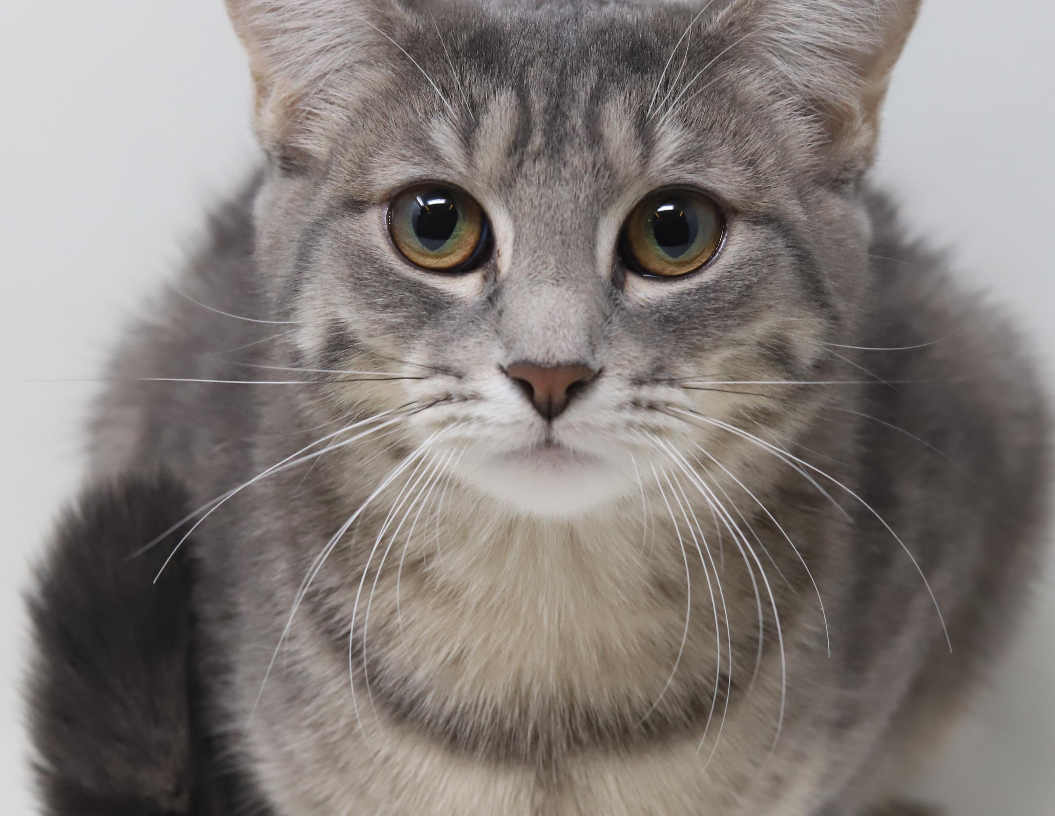 Cat for adoption - Stormie - STUNNINGLY beautiful and SUPER sweet!, a ...