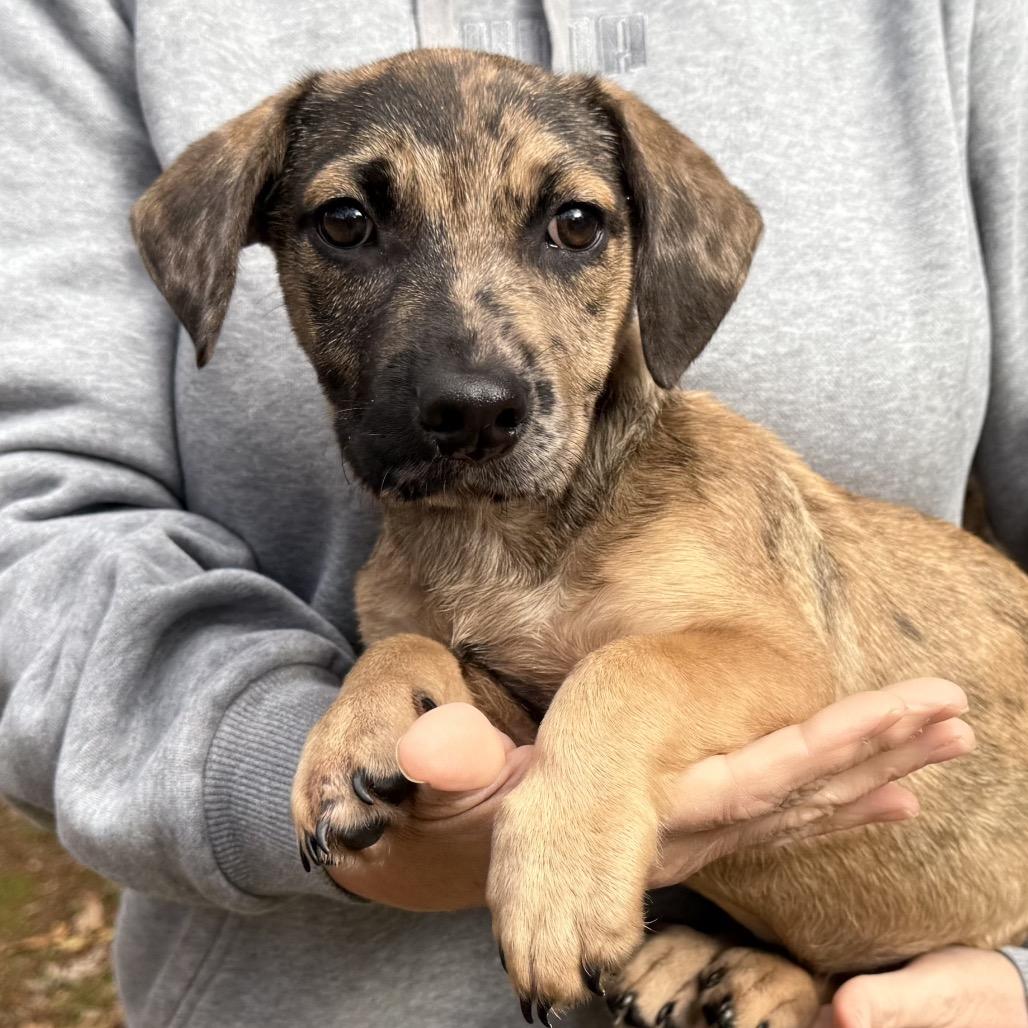 Dog for adoption - CT Lee (Foster in Monroe), a Catahoula Leopard Dog ...
