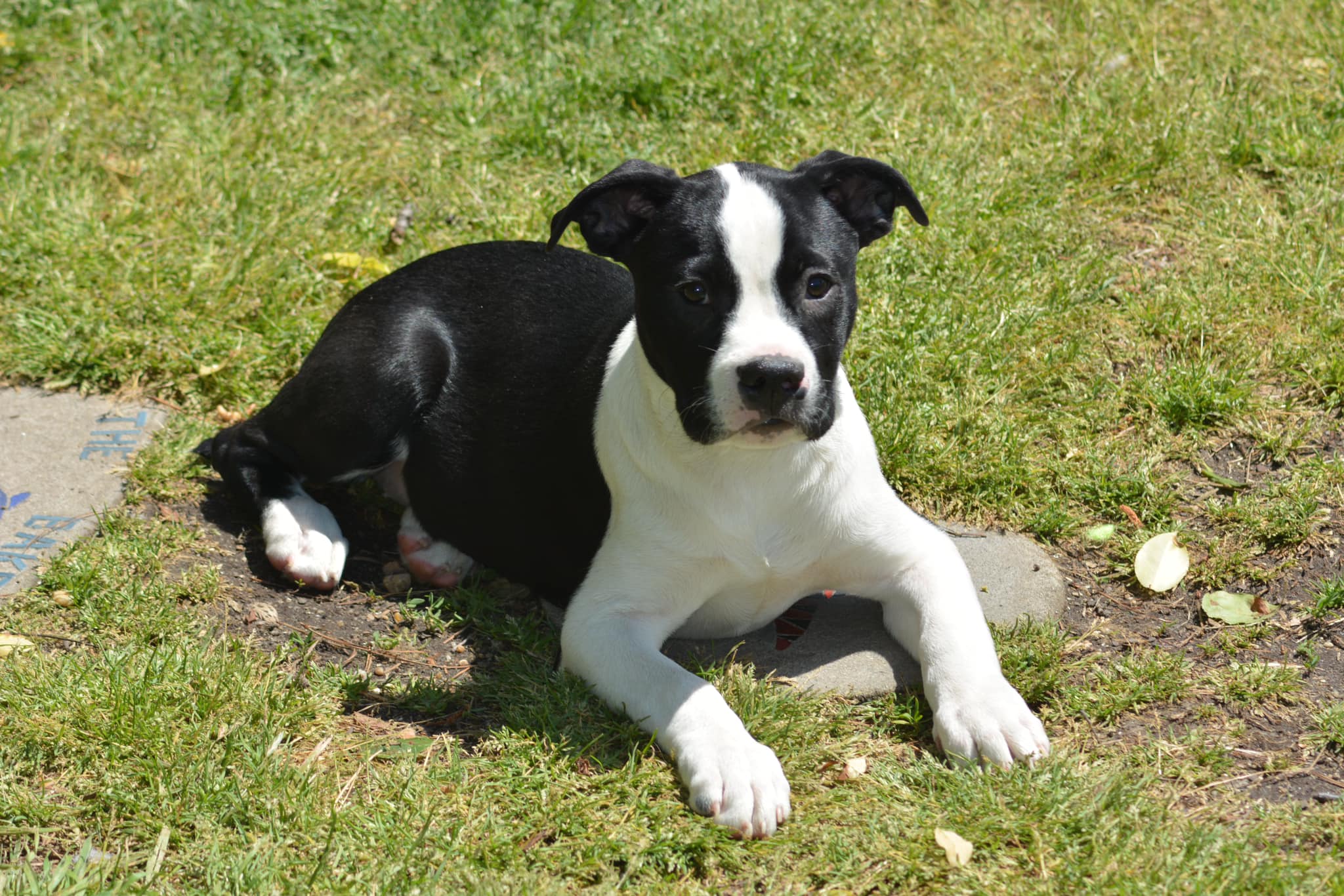 Dog for adoption - Apollonia (D1940), a Mixed Breed in Hayes, VA ...