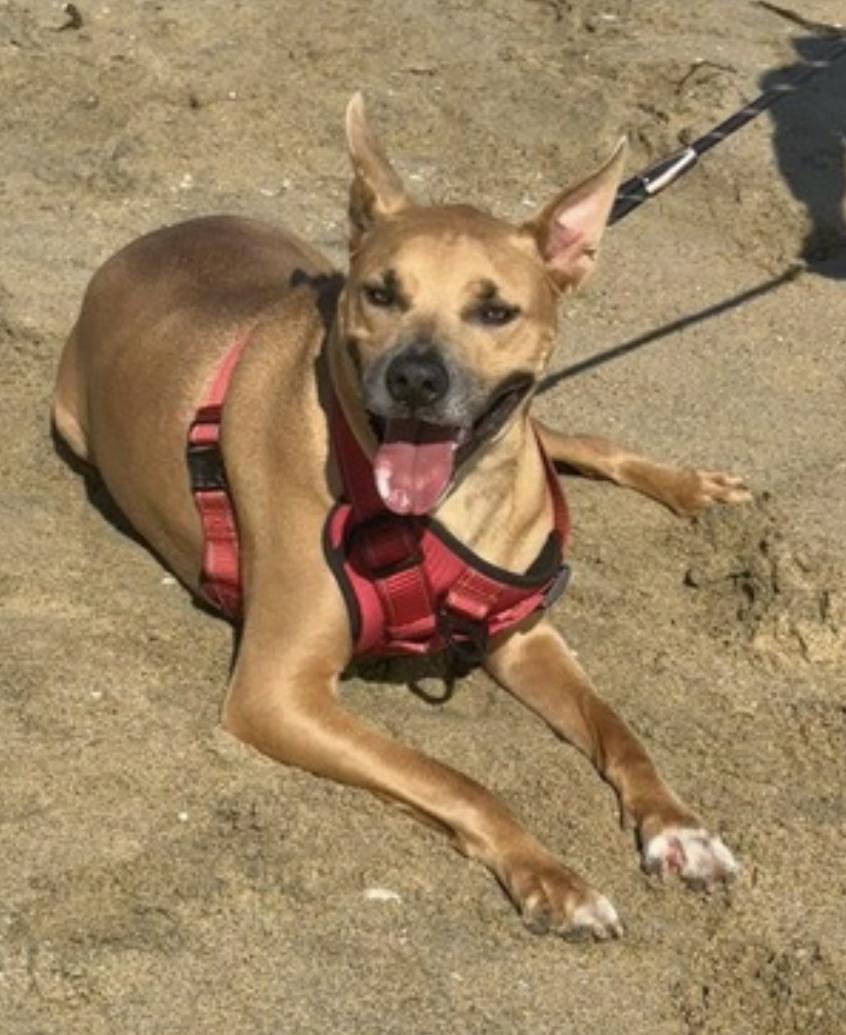 Dog for adoption - Buddy, a Rhodesian Ridgeback & Carolina Dog Mix in ...