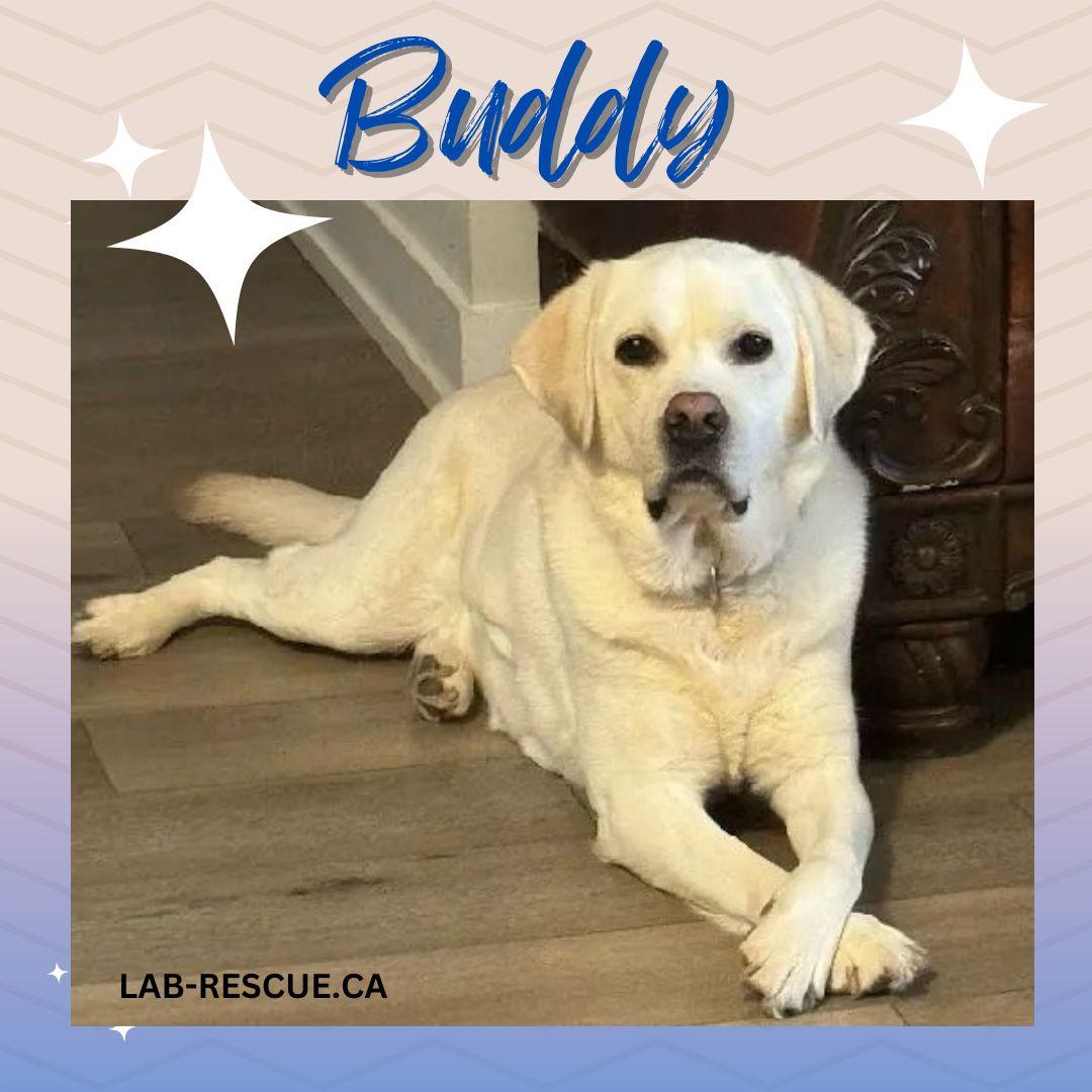 Dog for adoption - Buddy, a Yellow Labrador Retriever in Oakville, ON ...