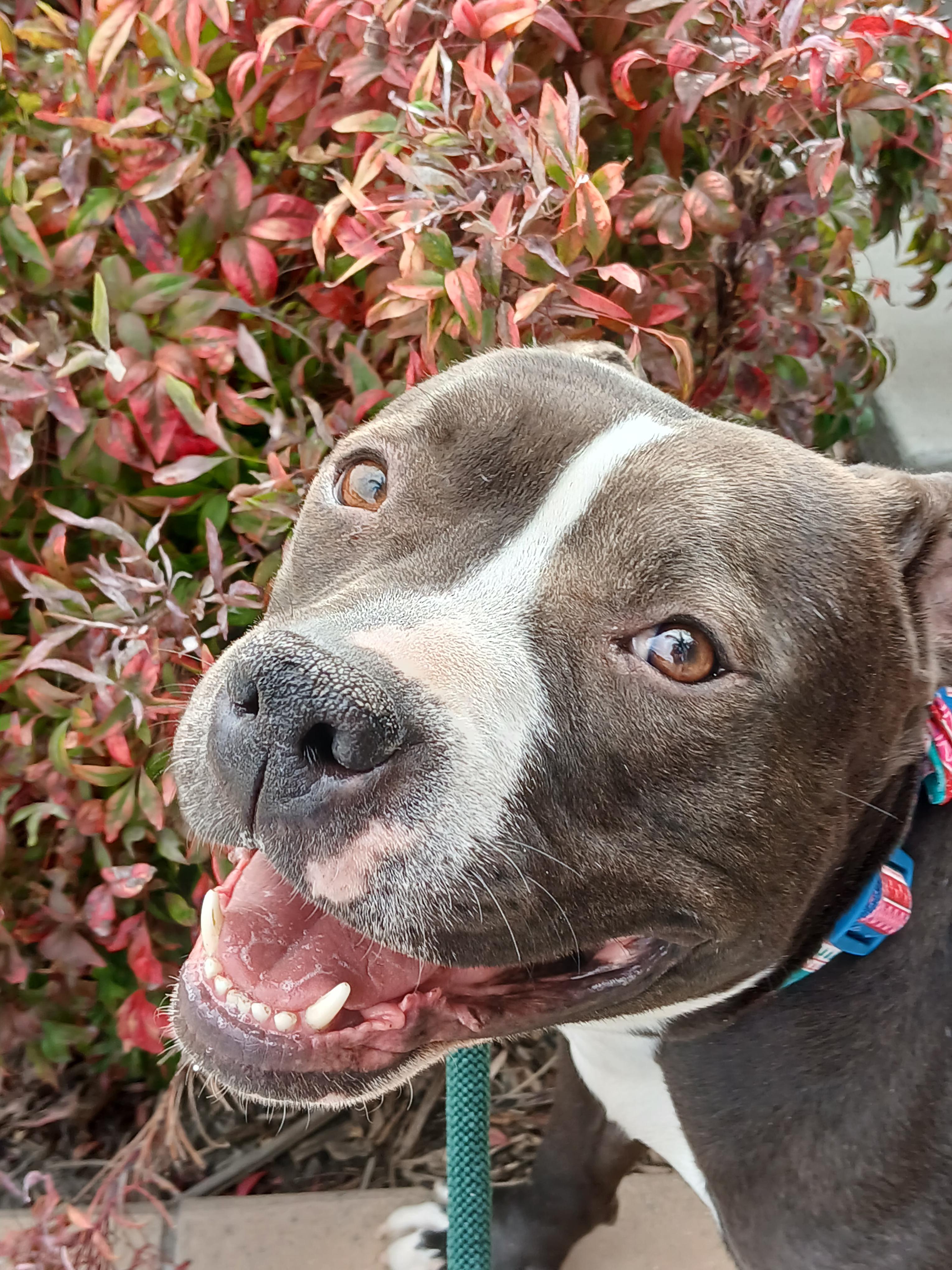 Dog for adoption - Woofie, a Pit Bull Terrier in Bellflower, CA | Petfinder